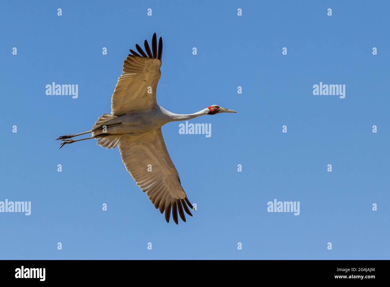 Australian Brolga bird in flight Stock Photo - Alamy