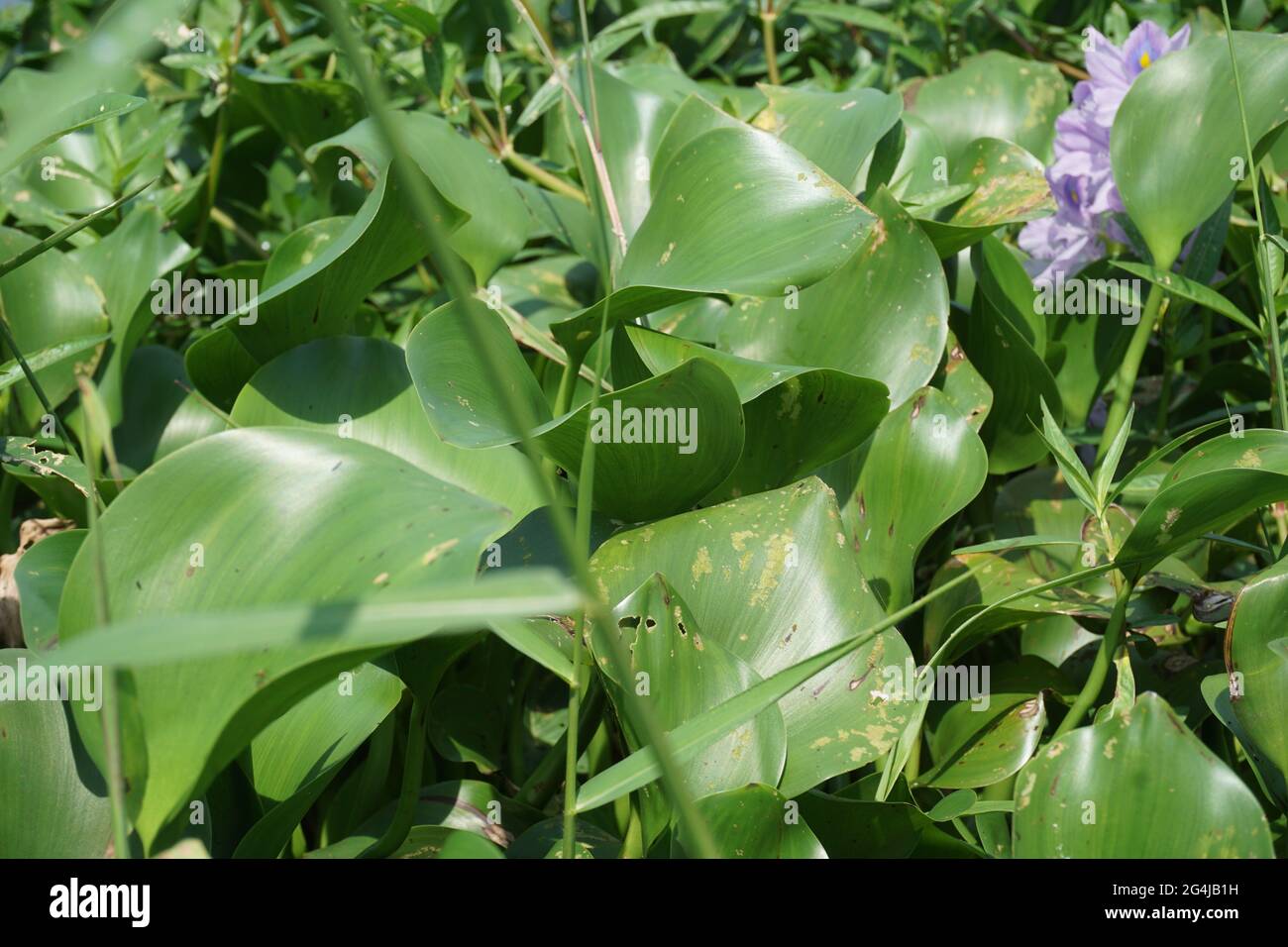Eichhornia crassipes with a natural background. Indonesian call it ...