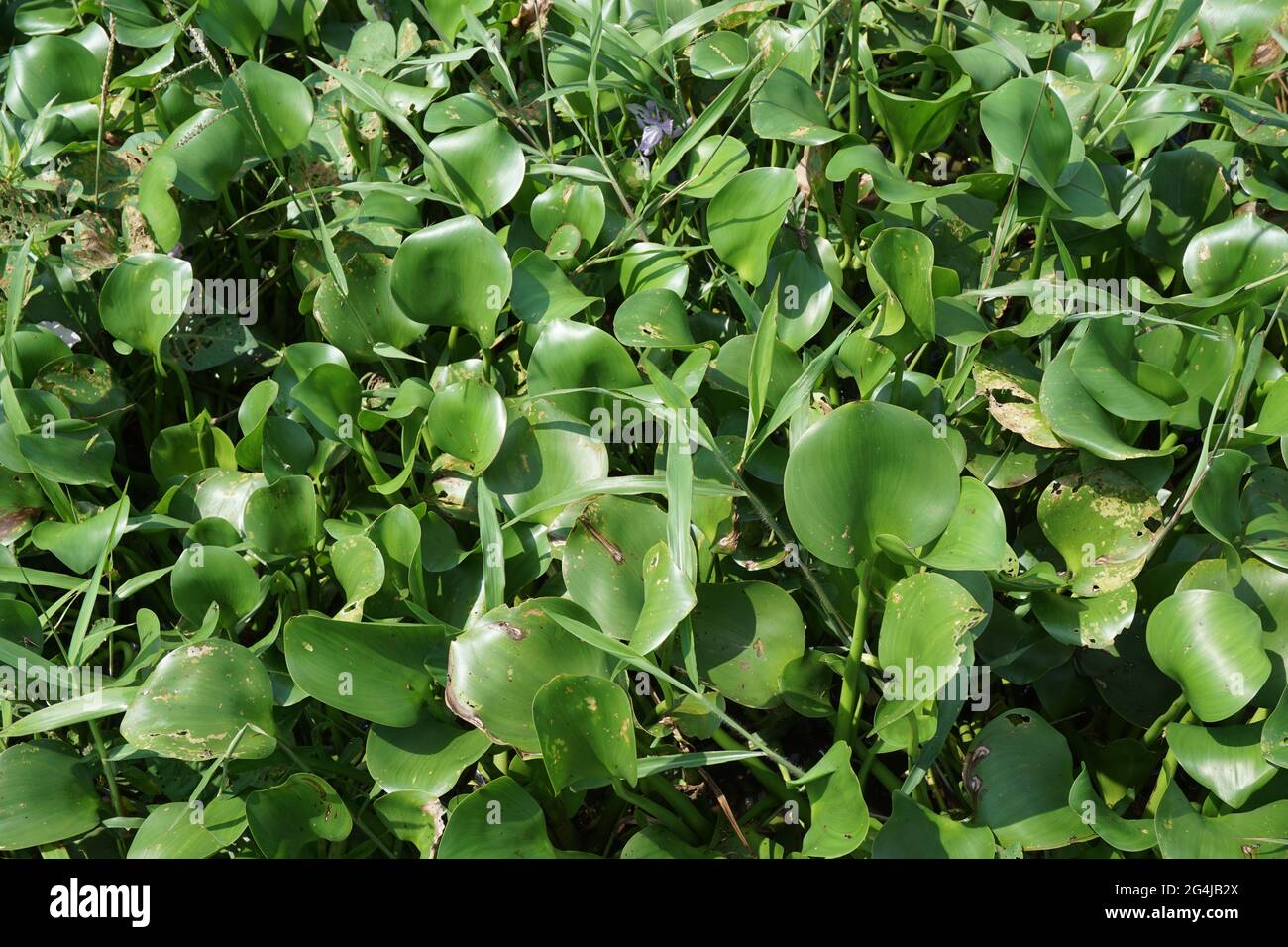 Eichhornia crassipes with a natural background. Indonesian call it ...