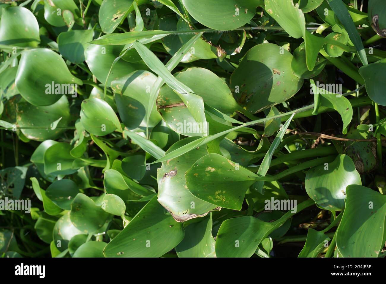 Eichhornia crassipes with a natural background. Indonesian call it ...