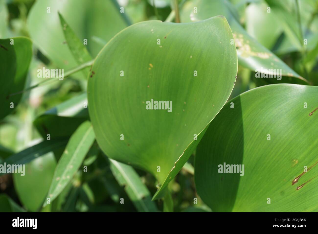 Eichhornia crassipes with a natural background. Indonesian call it ...