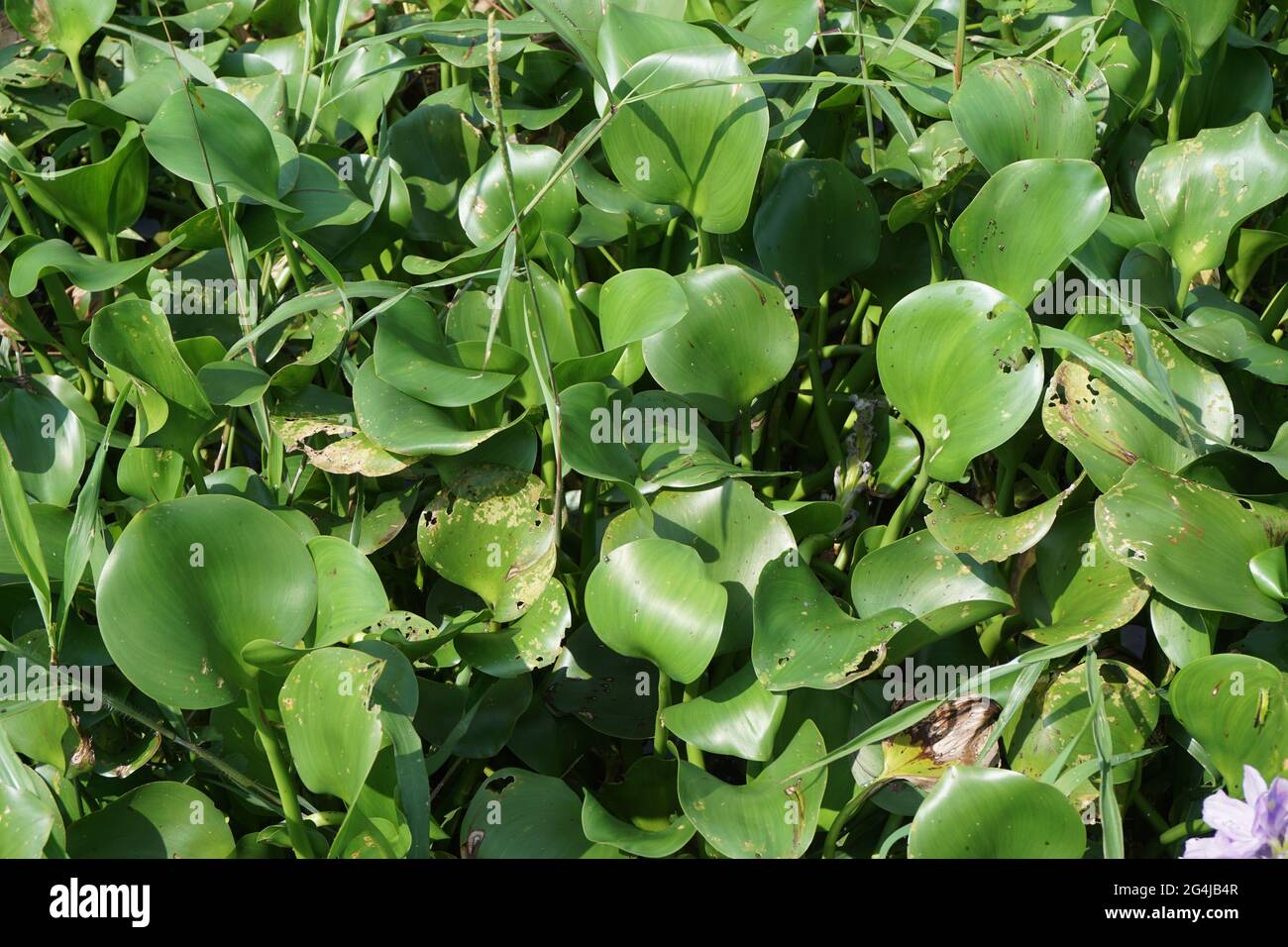 Eichhornia crassipes with a natural background. Indonesian call it ...
