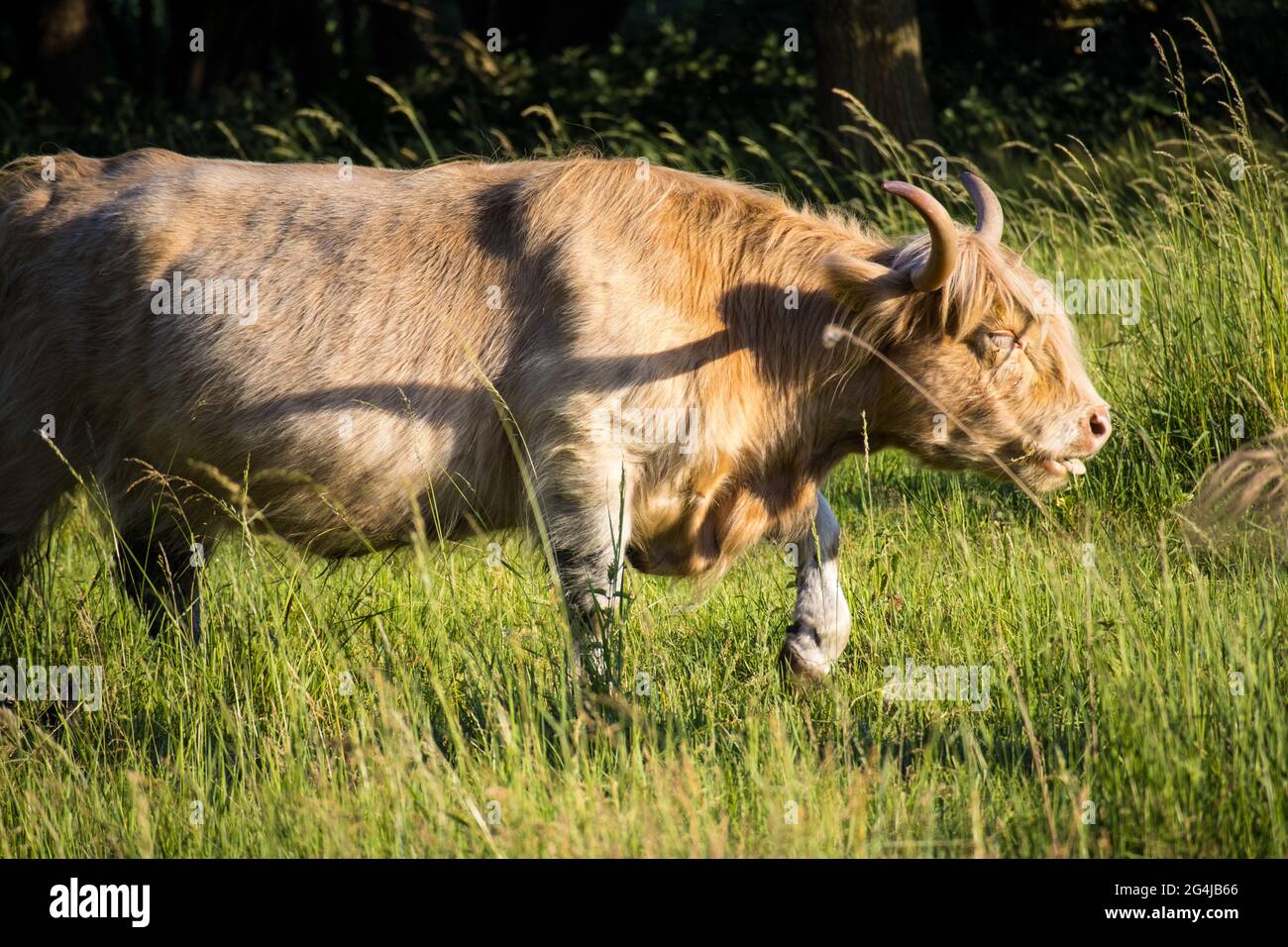 Angry cow hi-res stock photography and images - Alamy