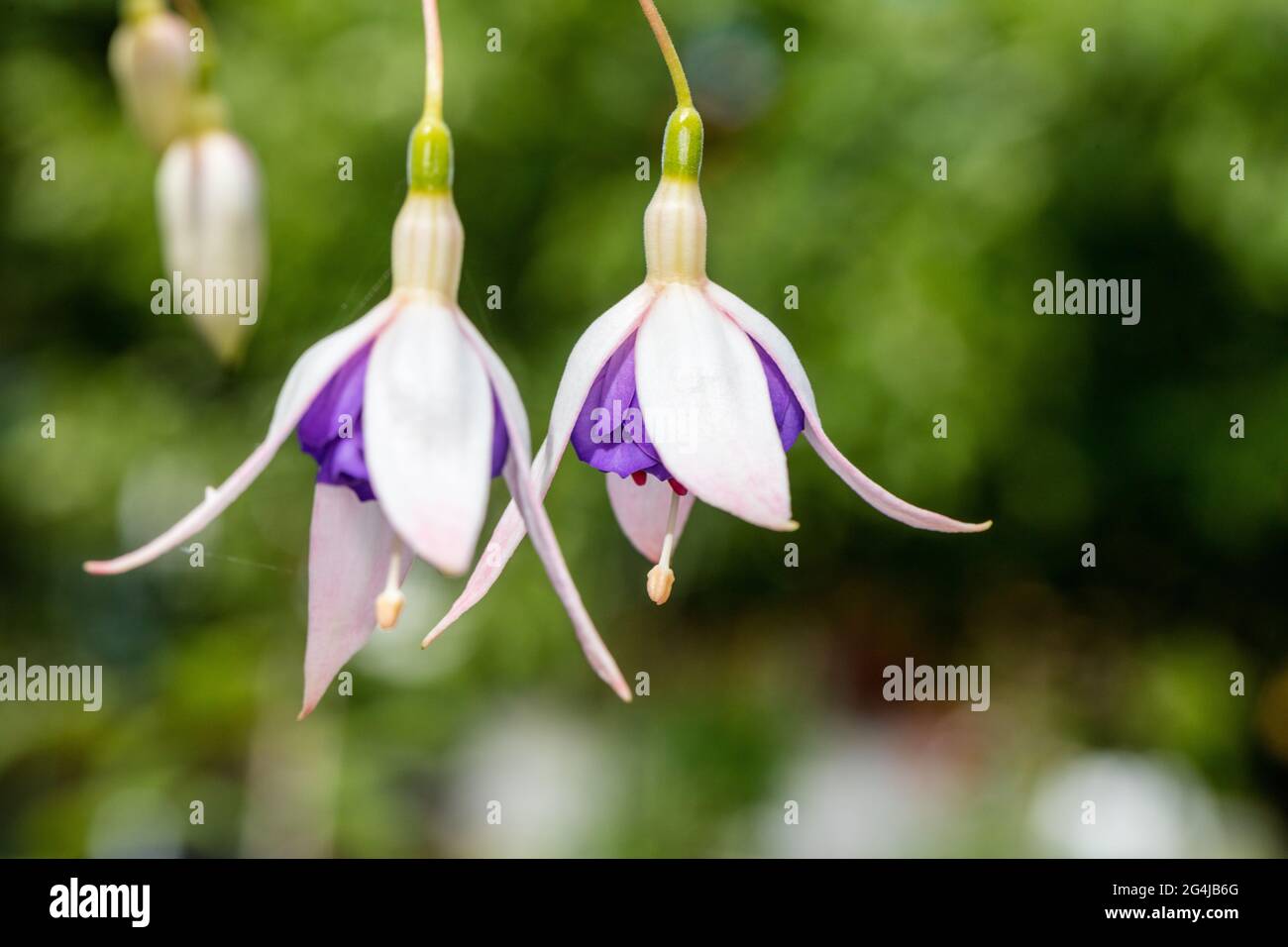Fuchsia blue satin hi-res stock photography and images - Alamy