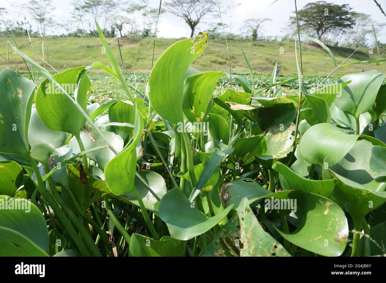 Eichhornia crassipes with a natural background. Indonesian call it ...