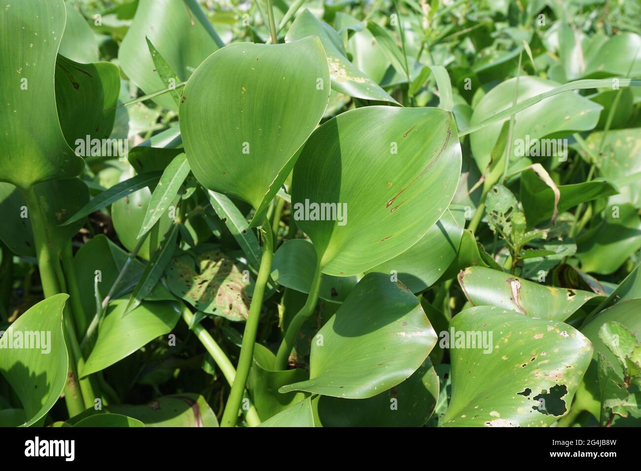Eichhornia crassipes with a natural background. Indonesian call it ...