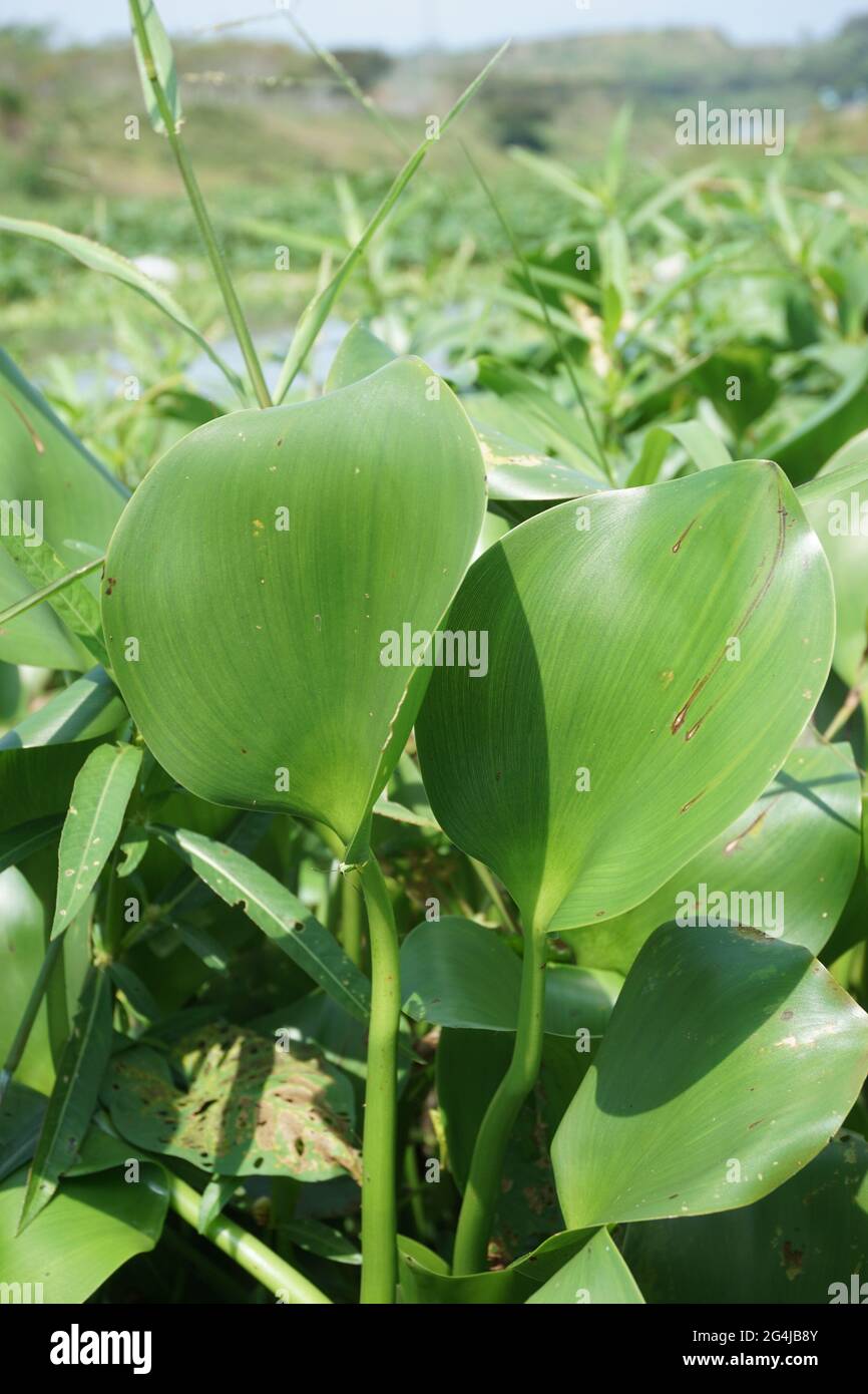 Eichhornia crassipes with a natural background. Indonesian call it ...
