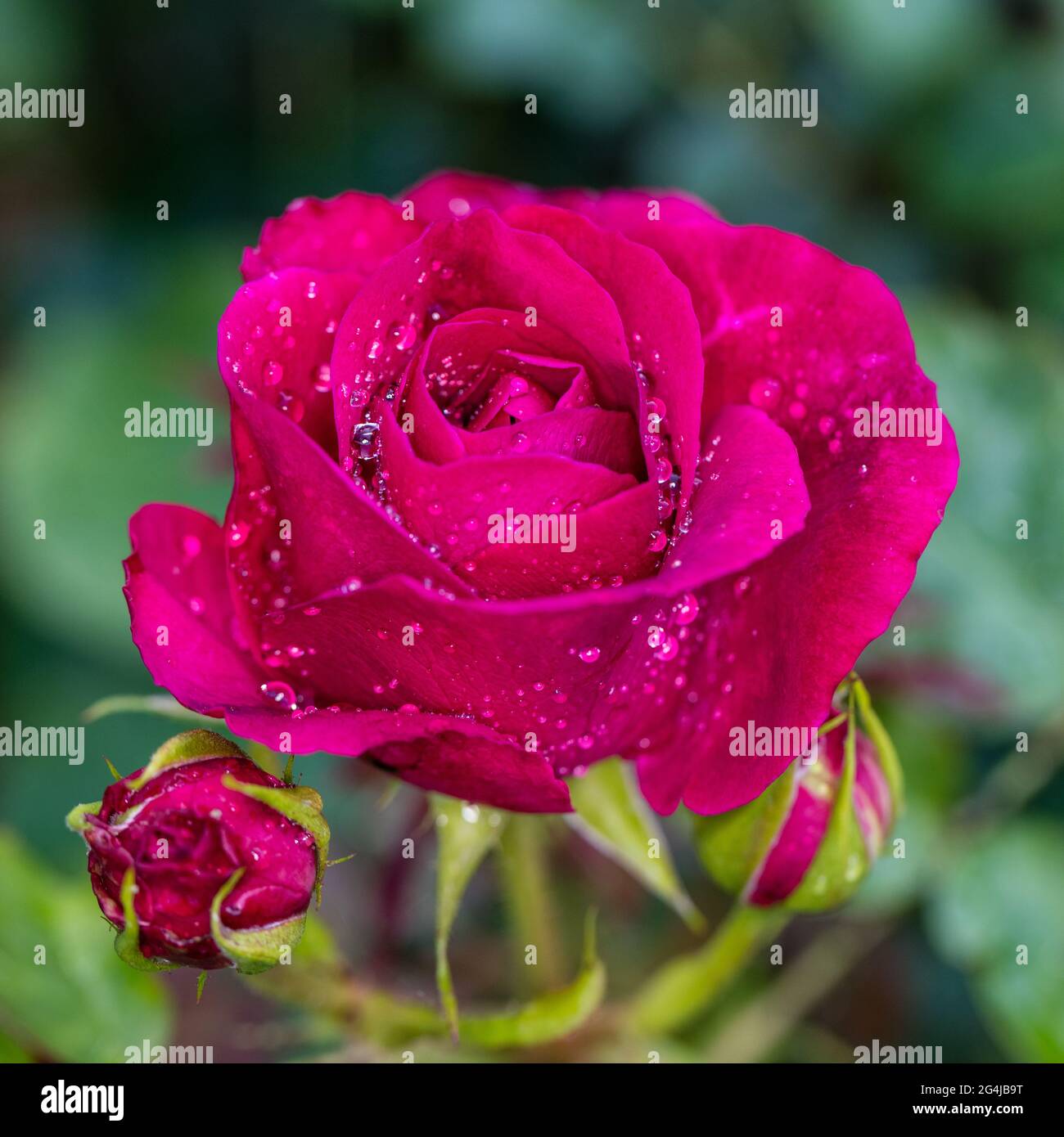 'Munstead Wood, Ausbernard' English Rose, Engelsk ros (Rosa Stock Photo ...