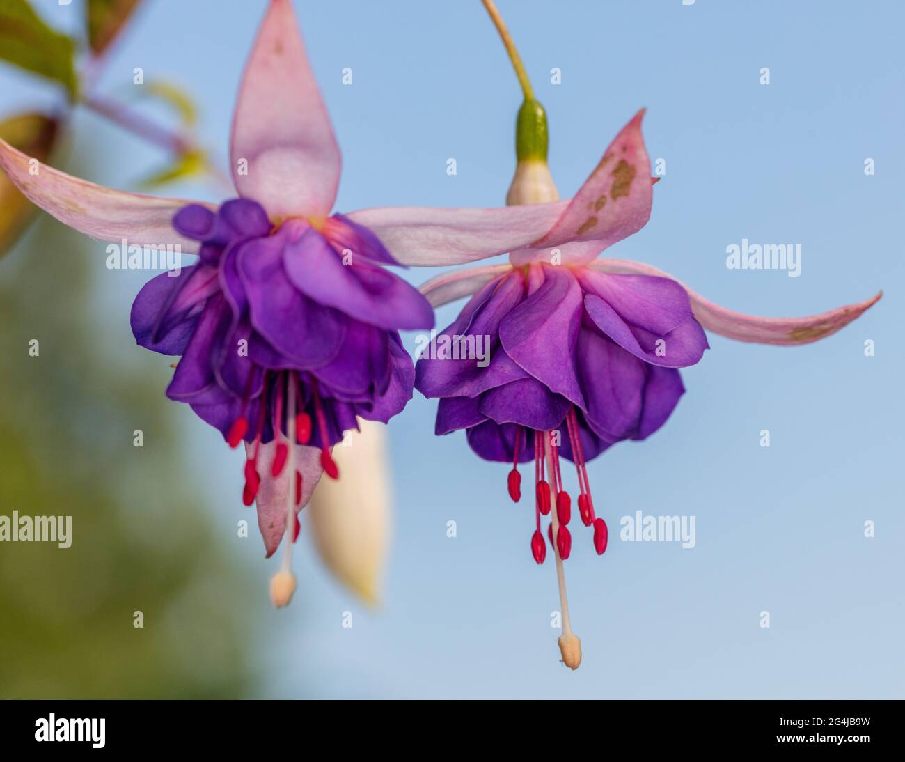Fuchsia blue satin hi-res stock photography and images - Alamy