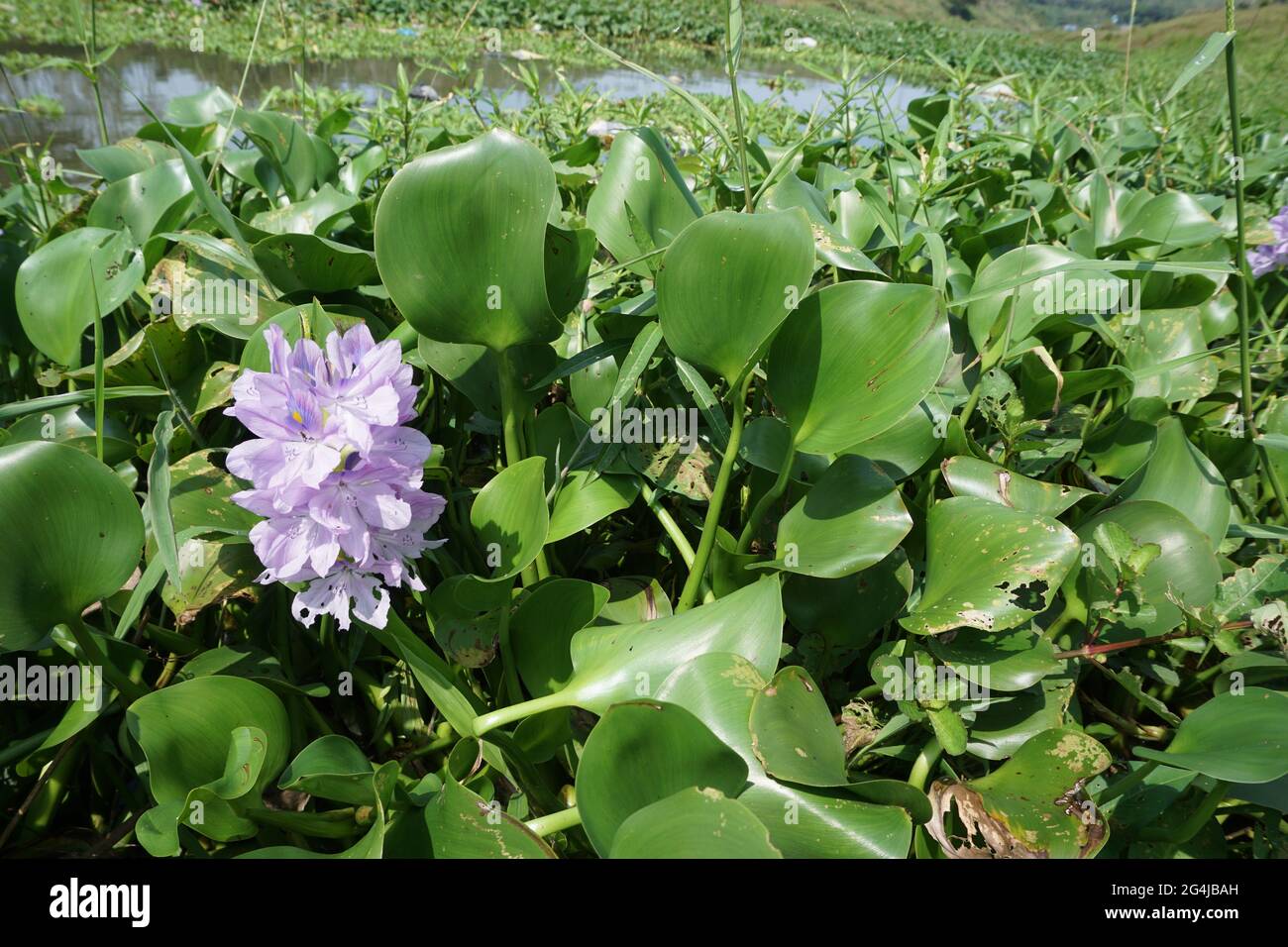 Eichhornia crassipes with a natural background. Indonesian call it ...