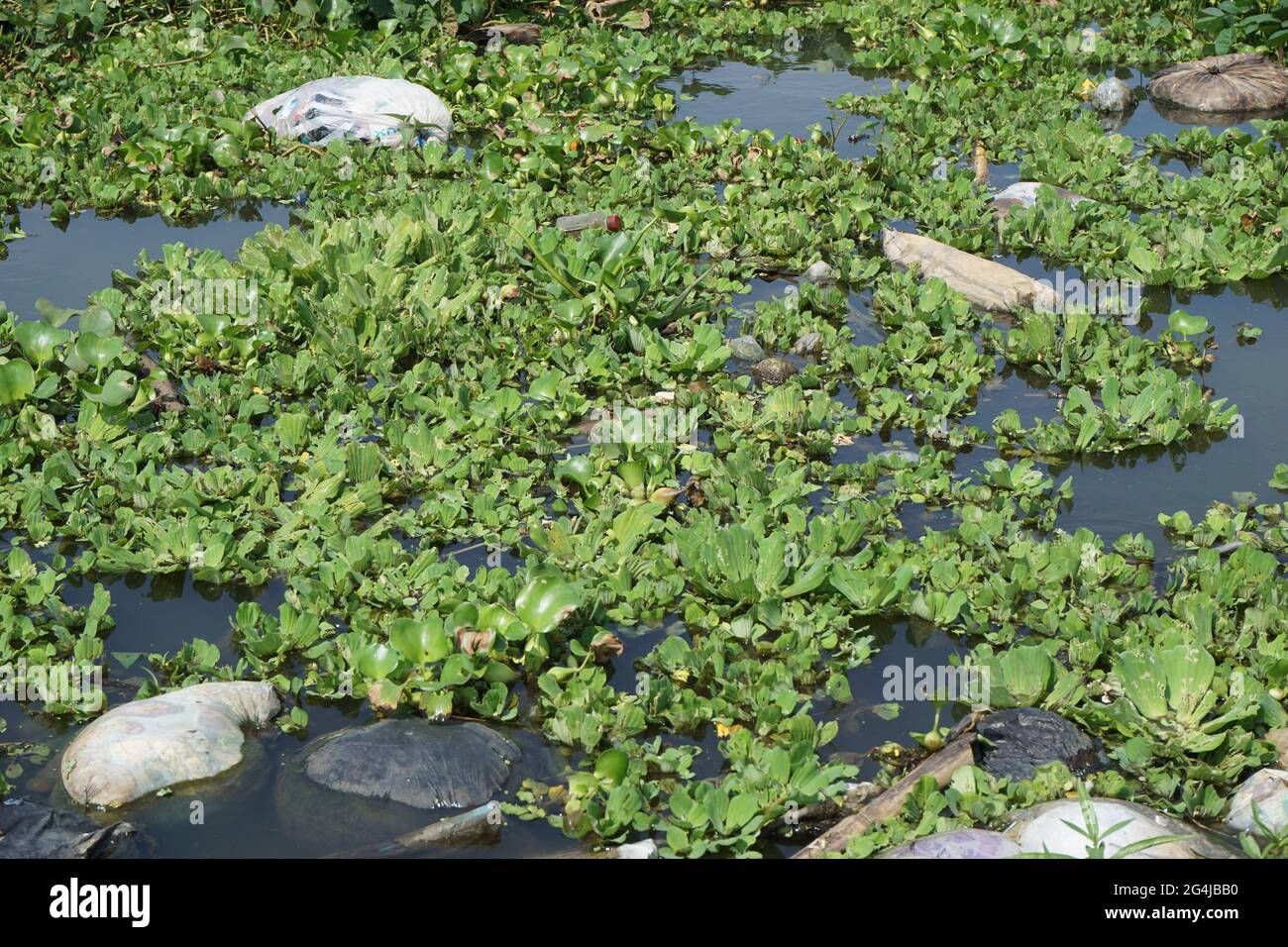 Eichhornia crassipes with a natural background. Indonesian call it ...