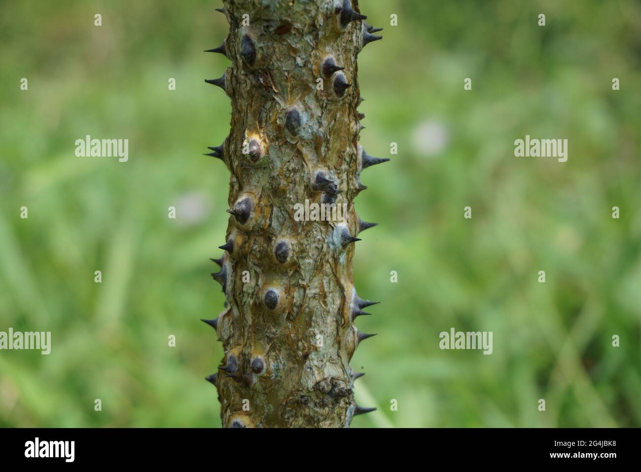Erythrina variegata with a natural background. Also called dadap ...