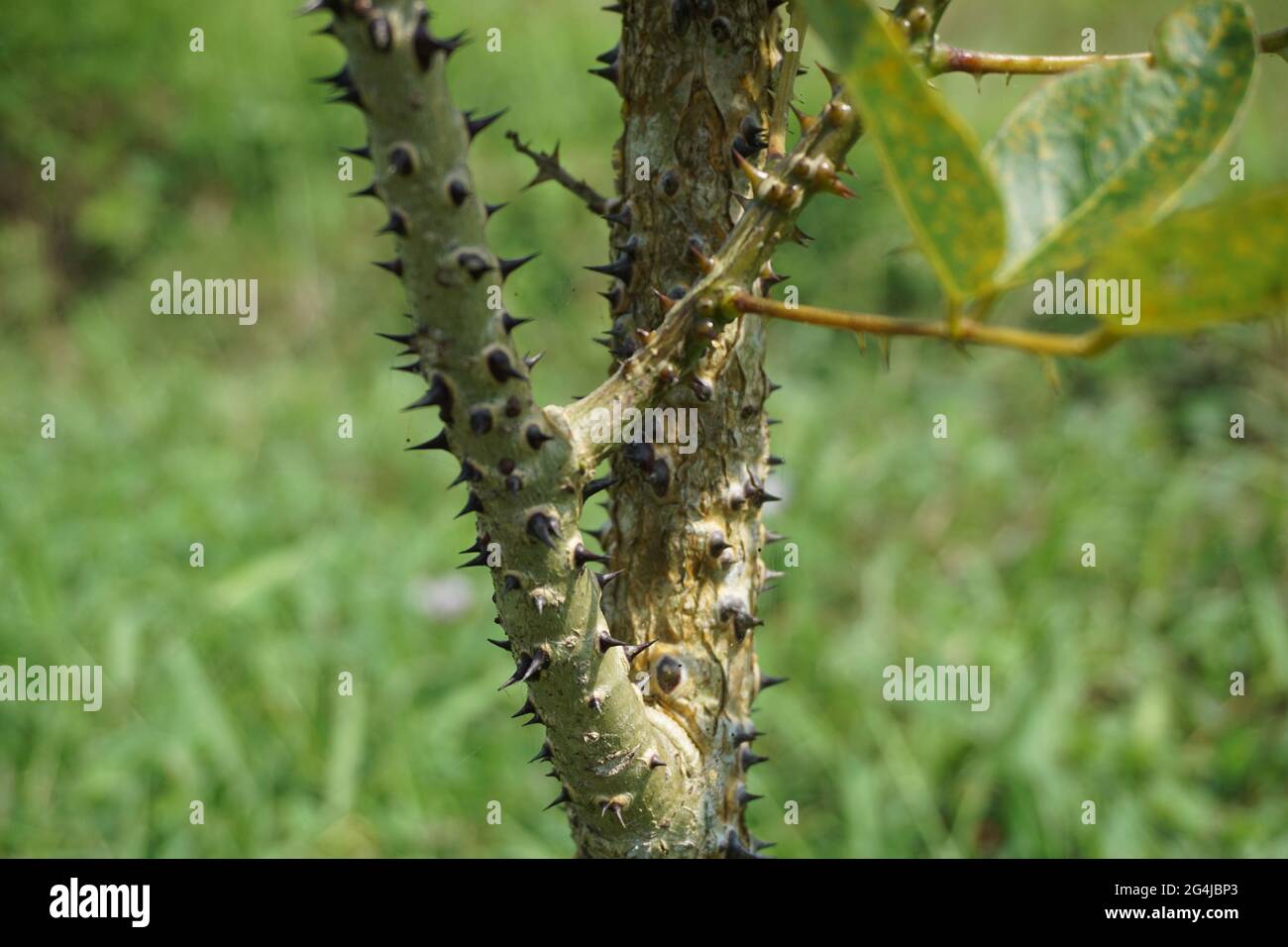 Variegated indian coral tree hi-res stock photography and images - Alamy