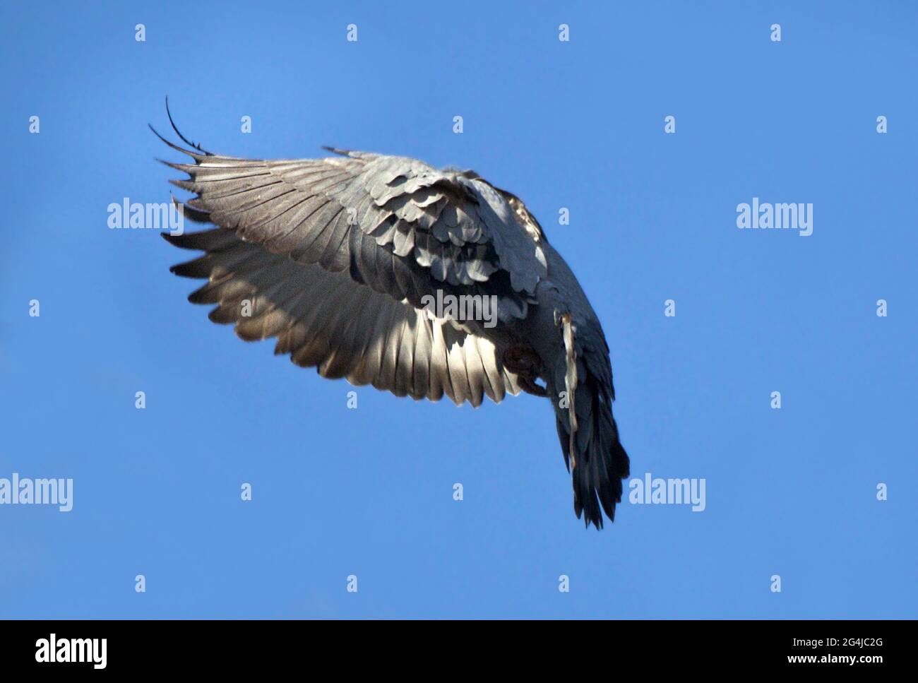 Flying bird with wings pointed forward isolated on a blue sky ...