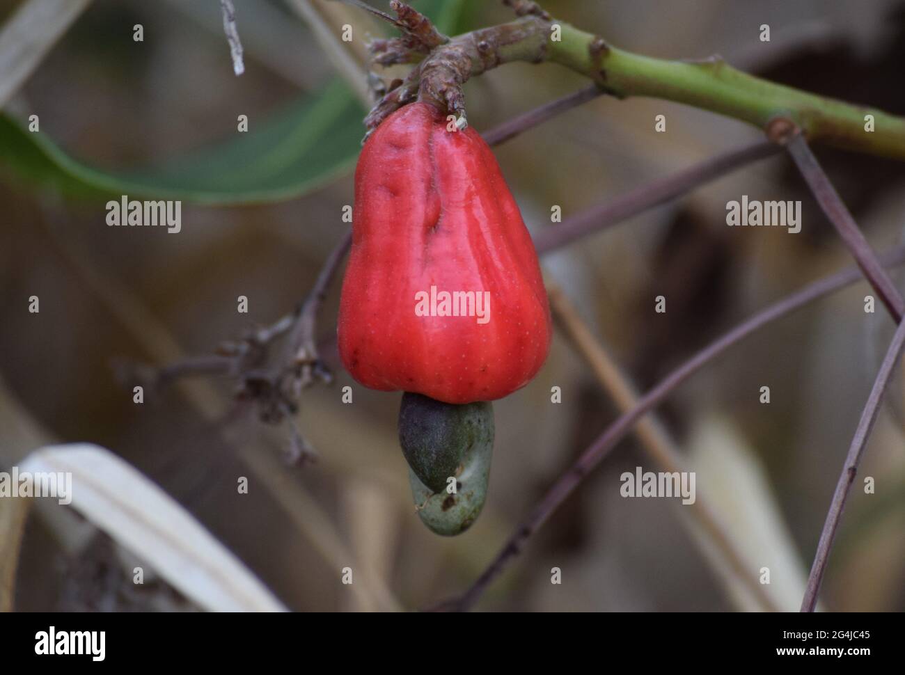 Caju hi-res stock photography and images - Alamy