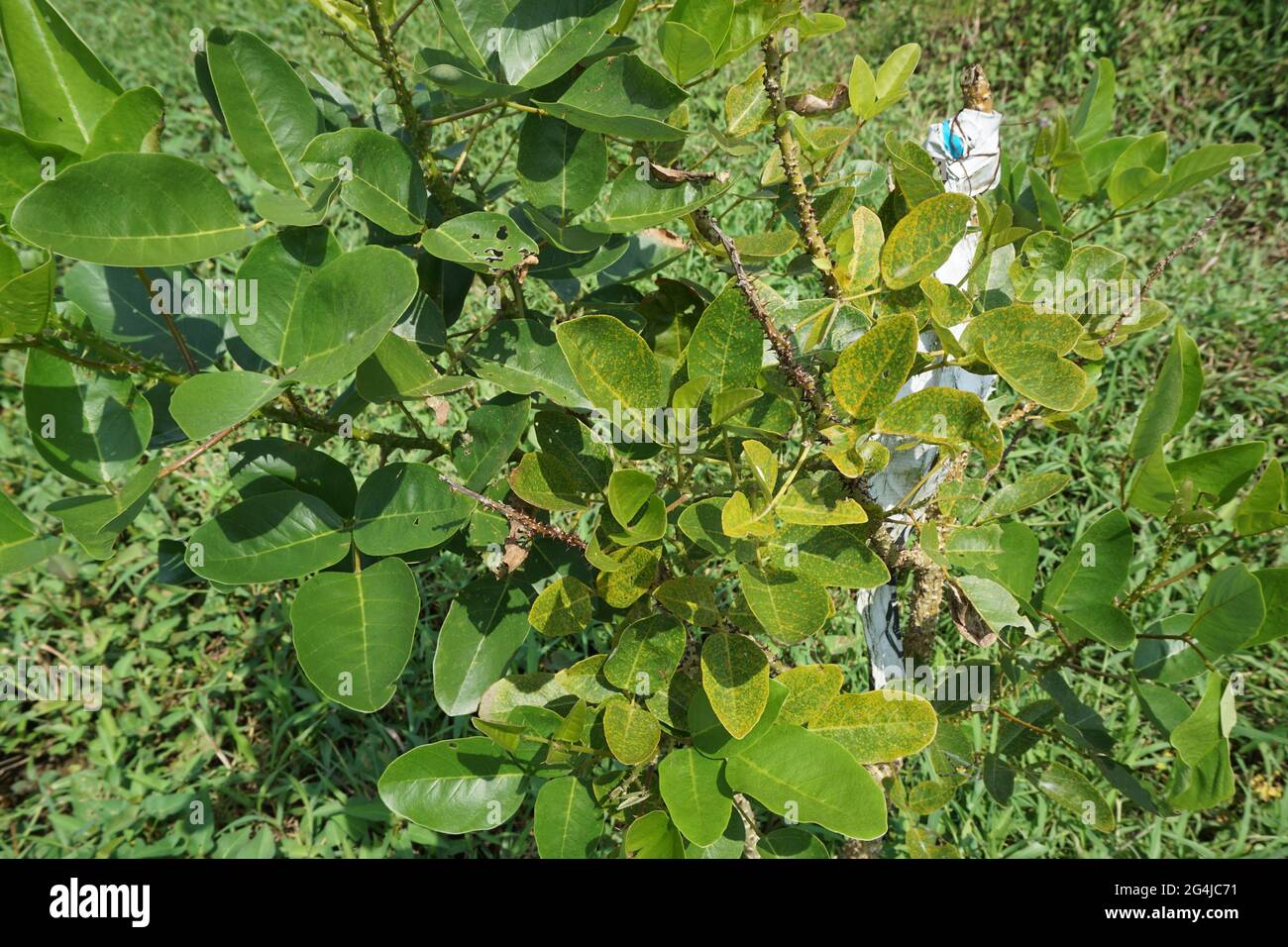 Variegated indian coral tree hi-res stock photography and images - Alamy