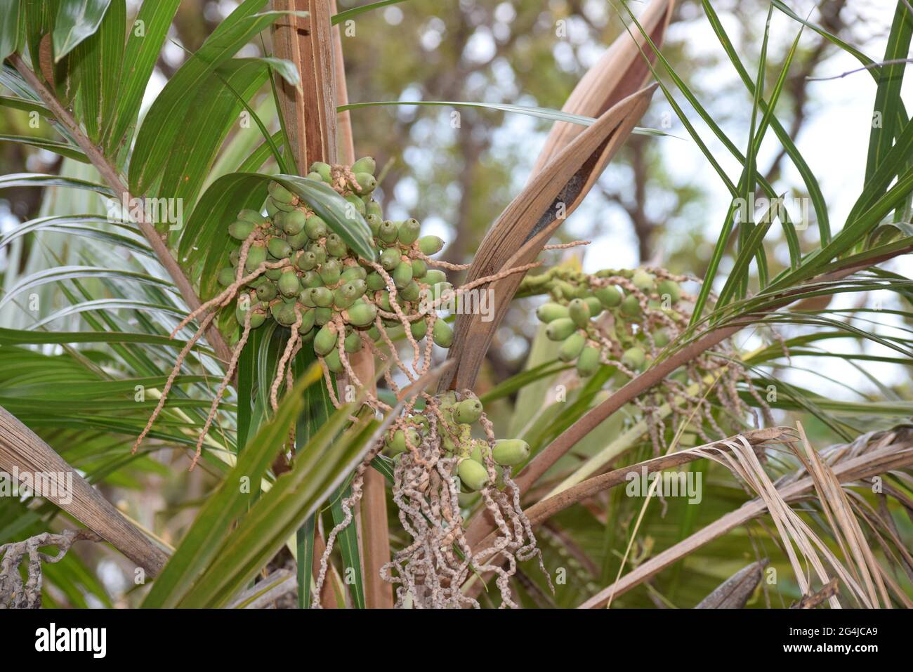 Fruto do cerrado hi-res stock photography and images - Alamy