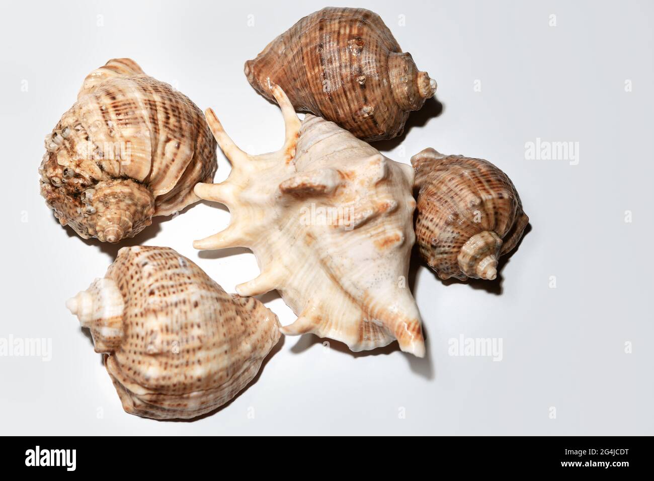Sea Rapanas at white Background . Predatory sea snails Stock Photo - Alamy