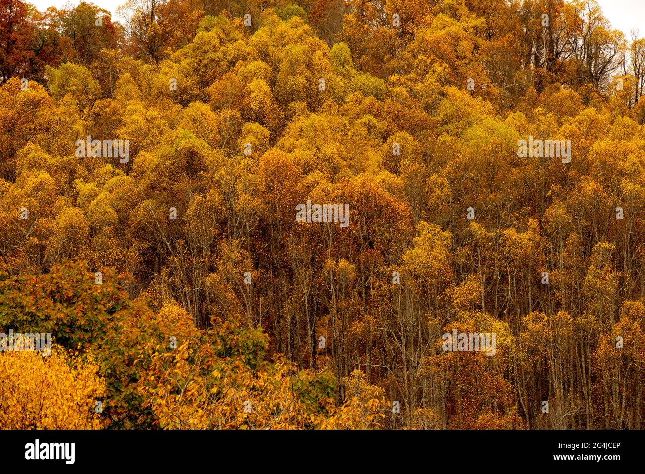 Forest of Golden Yellow Trees Along Blue Ridge Parkway in North ...