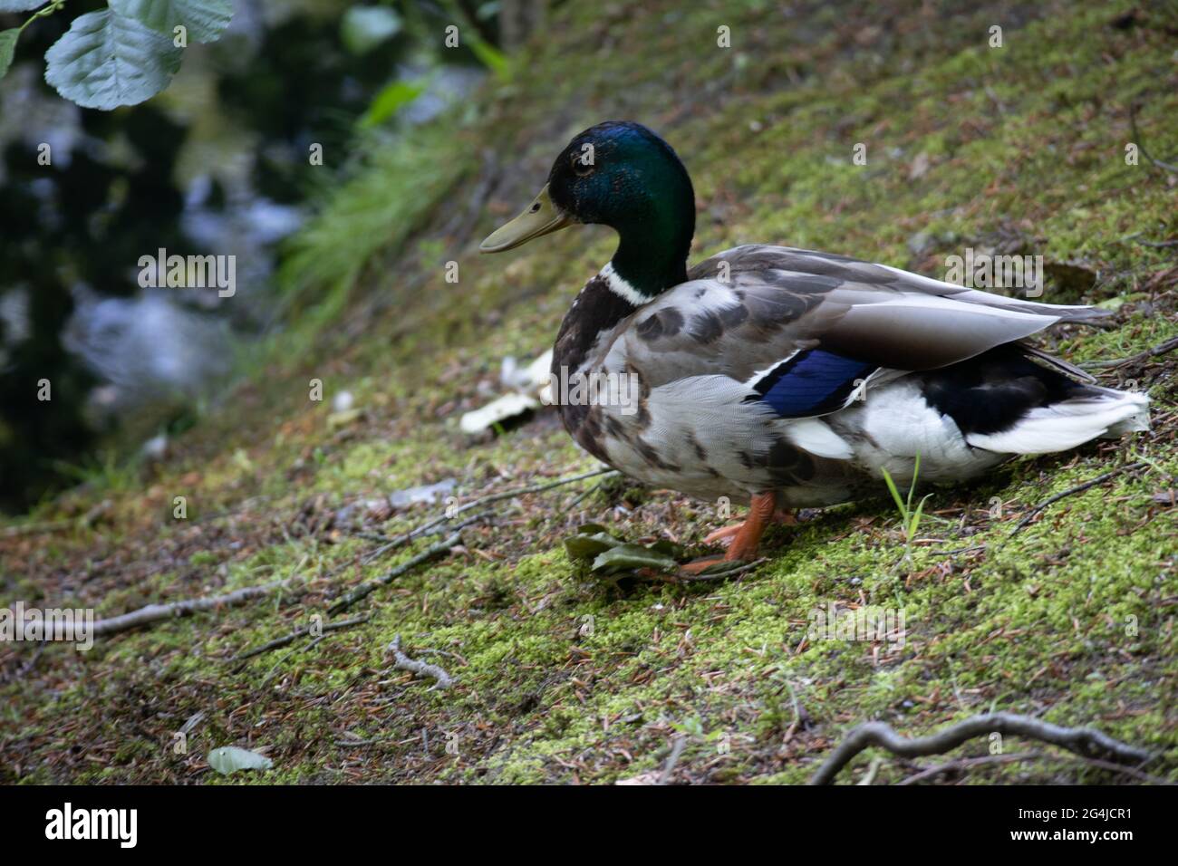 Duck alone hi-res stock photography and images - Alamy
