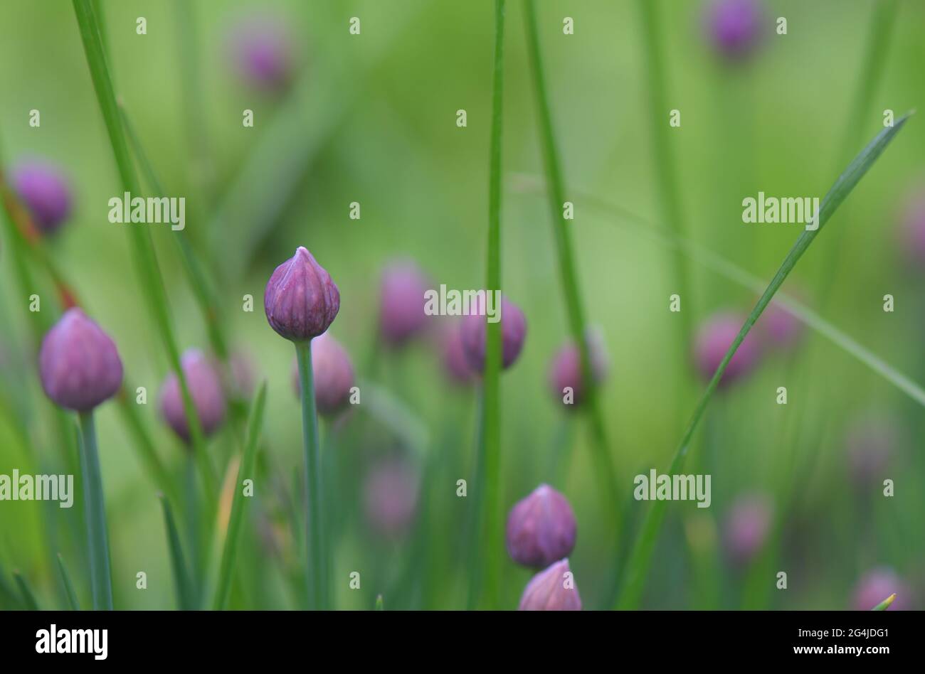 Closeup shot of buds of chives blooming Stock Photo - Alamy