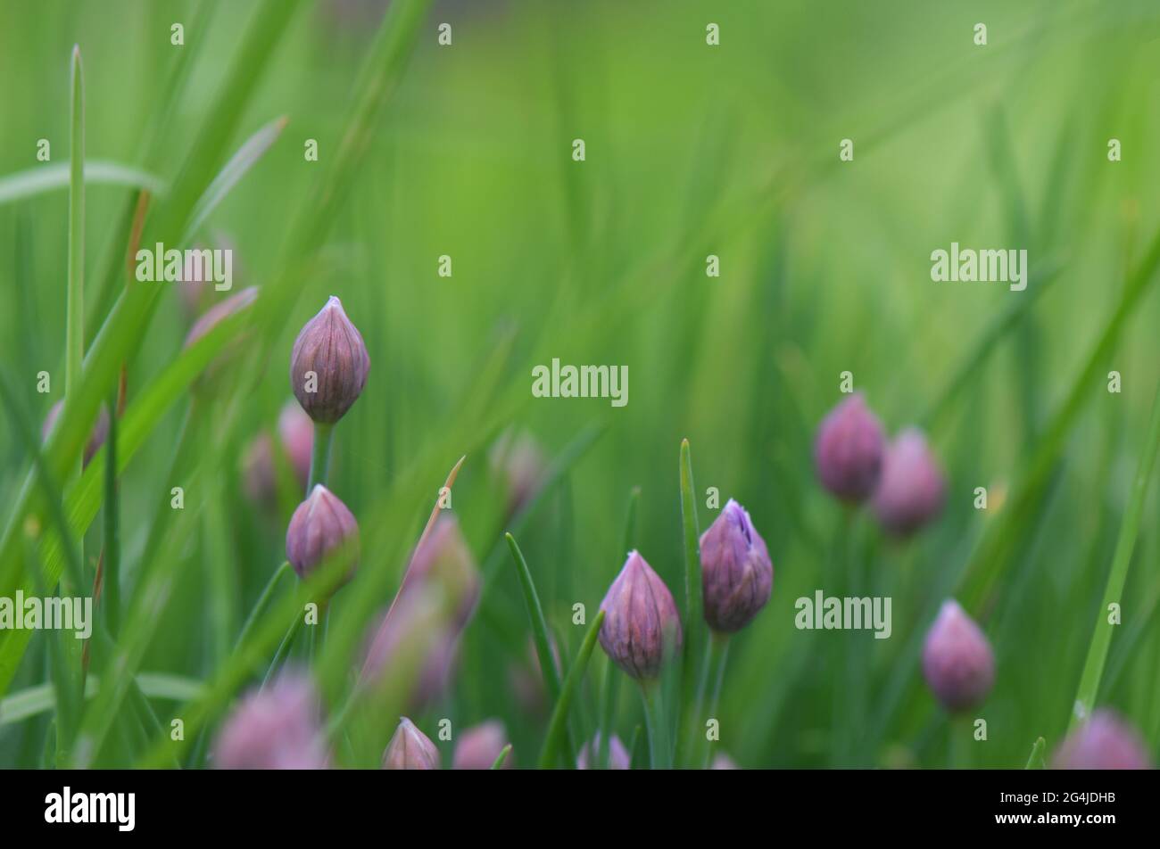 Closeup shot of buds of chives blooming Stock Photo - Alamy
