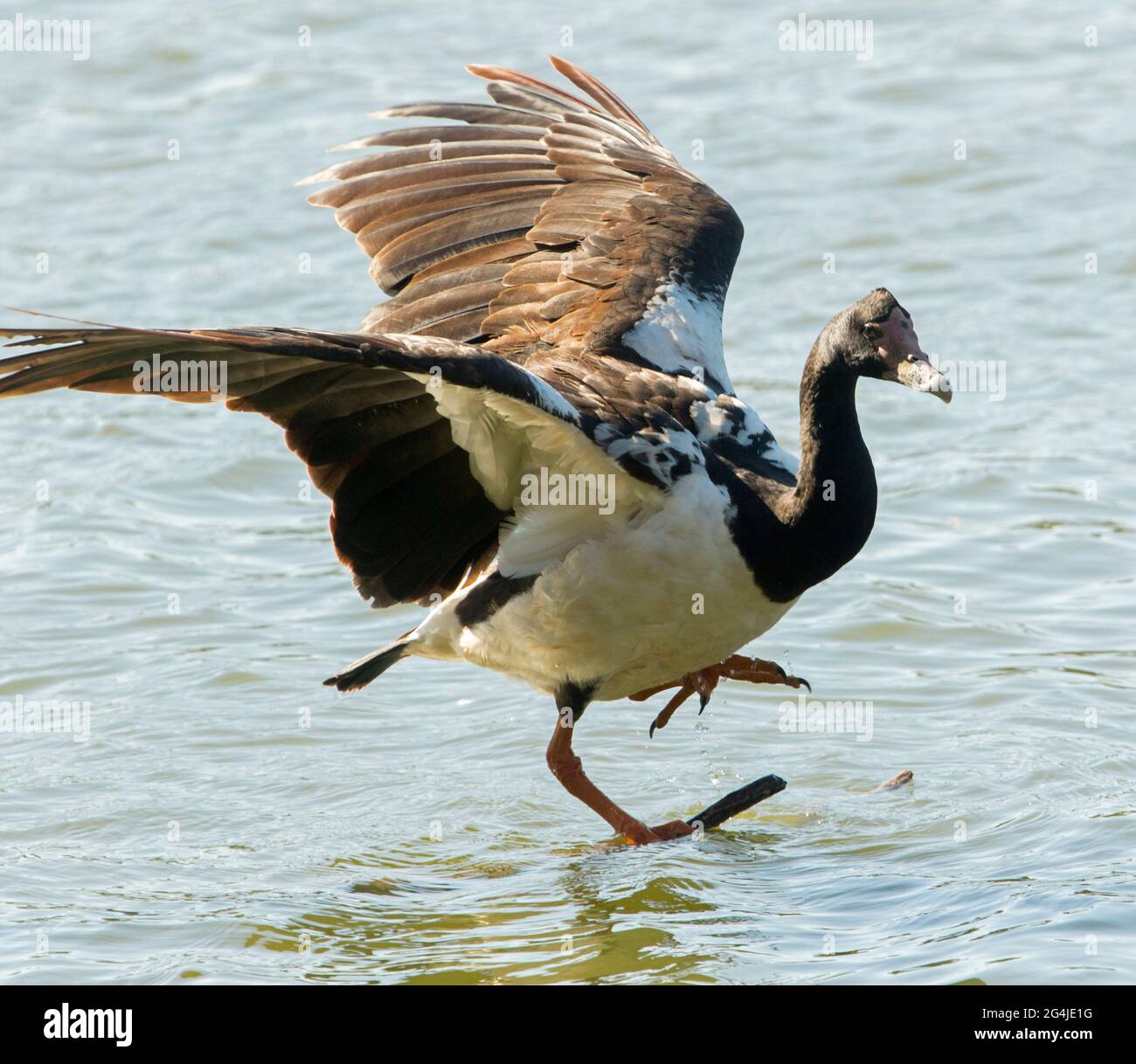 Juvenile magpie goose hi-res stock photography and images - Alamy