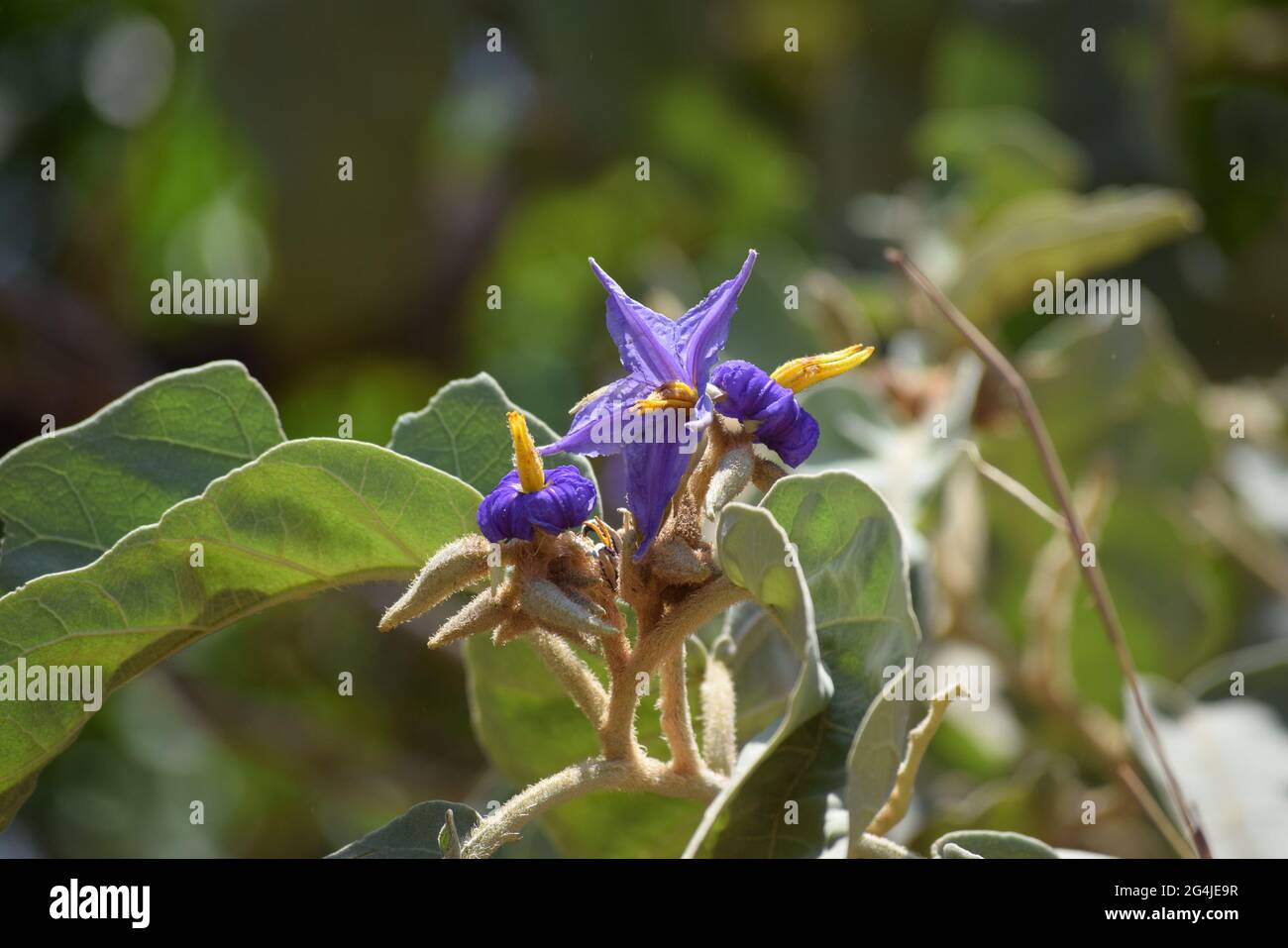 lobeira Cerrado lilás Stock Photo - Alamy