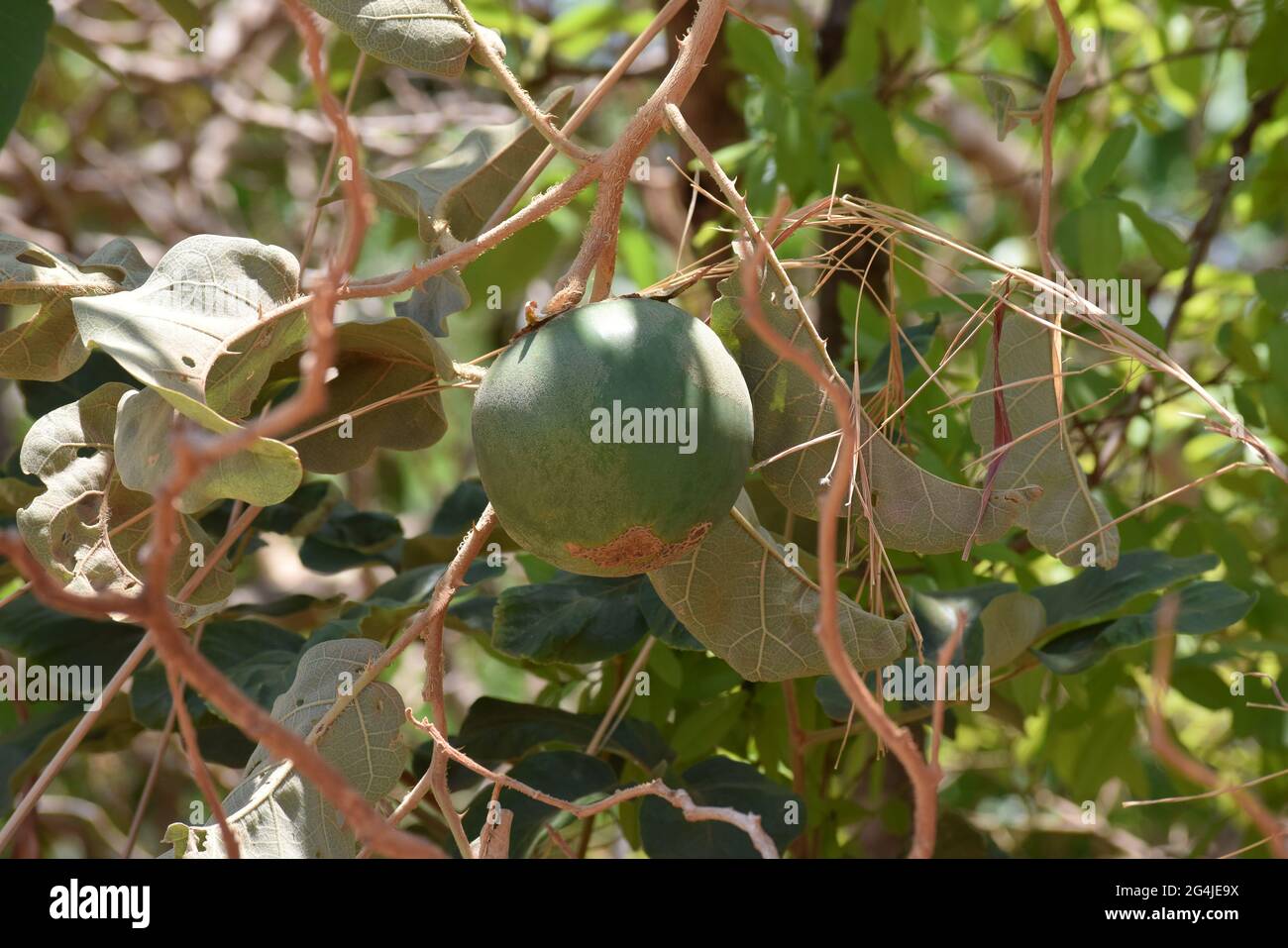 lobeira Cerrado lilás Stock Photo - Alamy