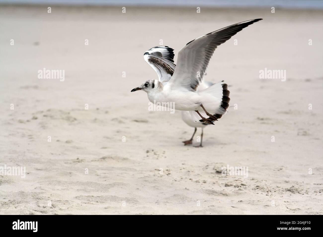 Closeup shot of a seagull landing on a beach Stock Photo - Alamy