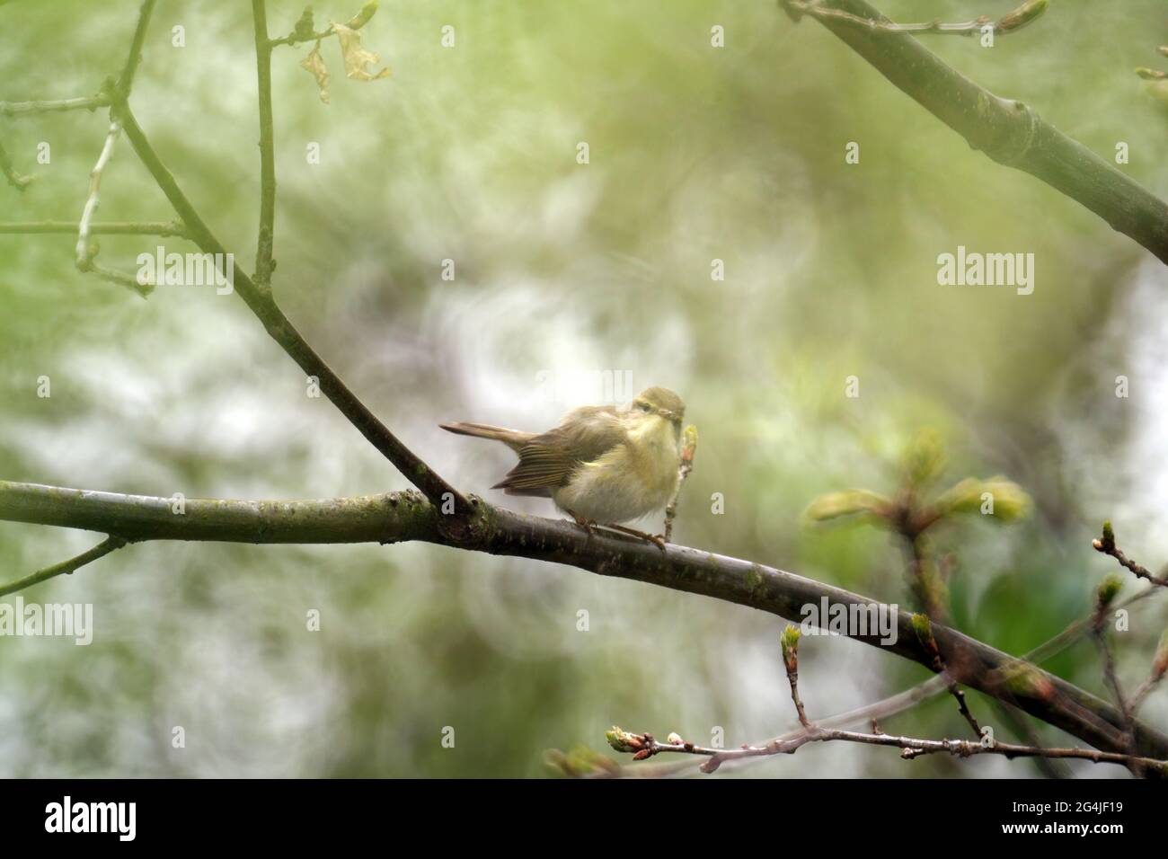 Closeup shot of a Ficedula bird perched on a branch Stock Photo - Alamy