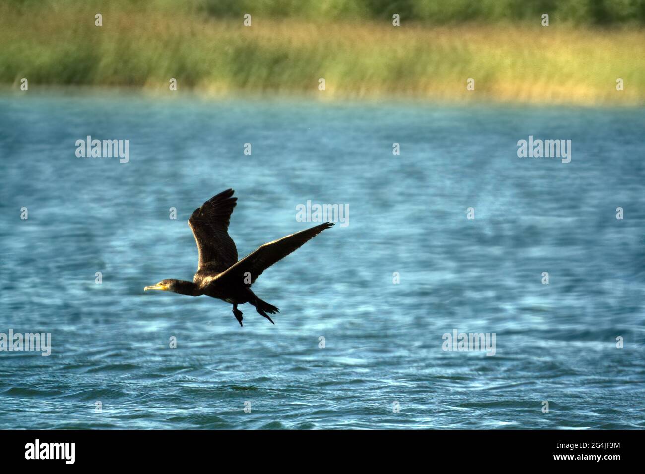Closeup shot of a Eurasian linnet bird flying over a lake Stock Photo ...