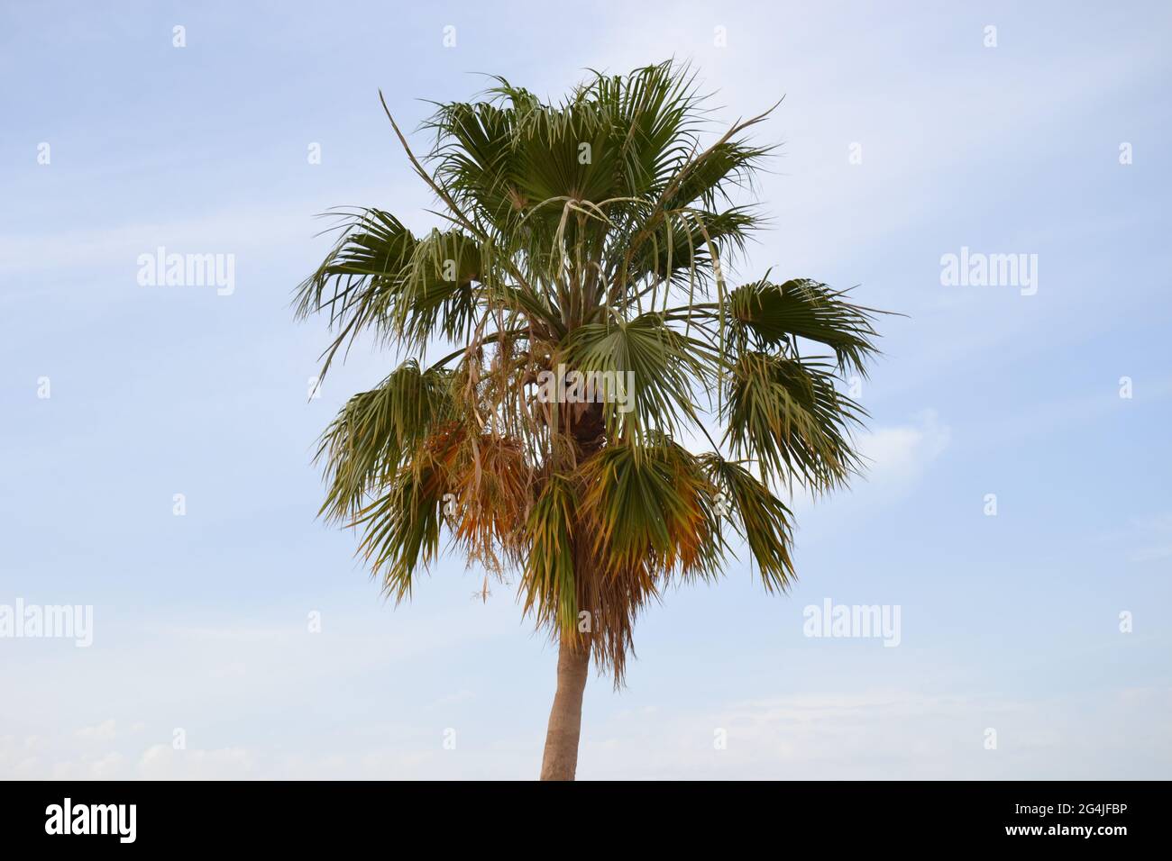 Arabian Bonatea, Arabian Tree Stock Photo - Alamy