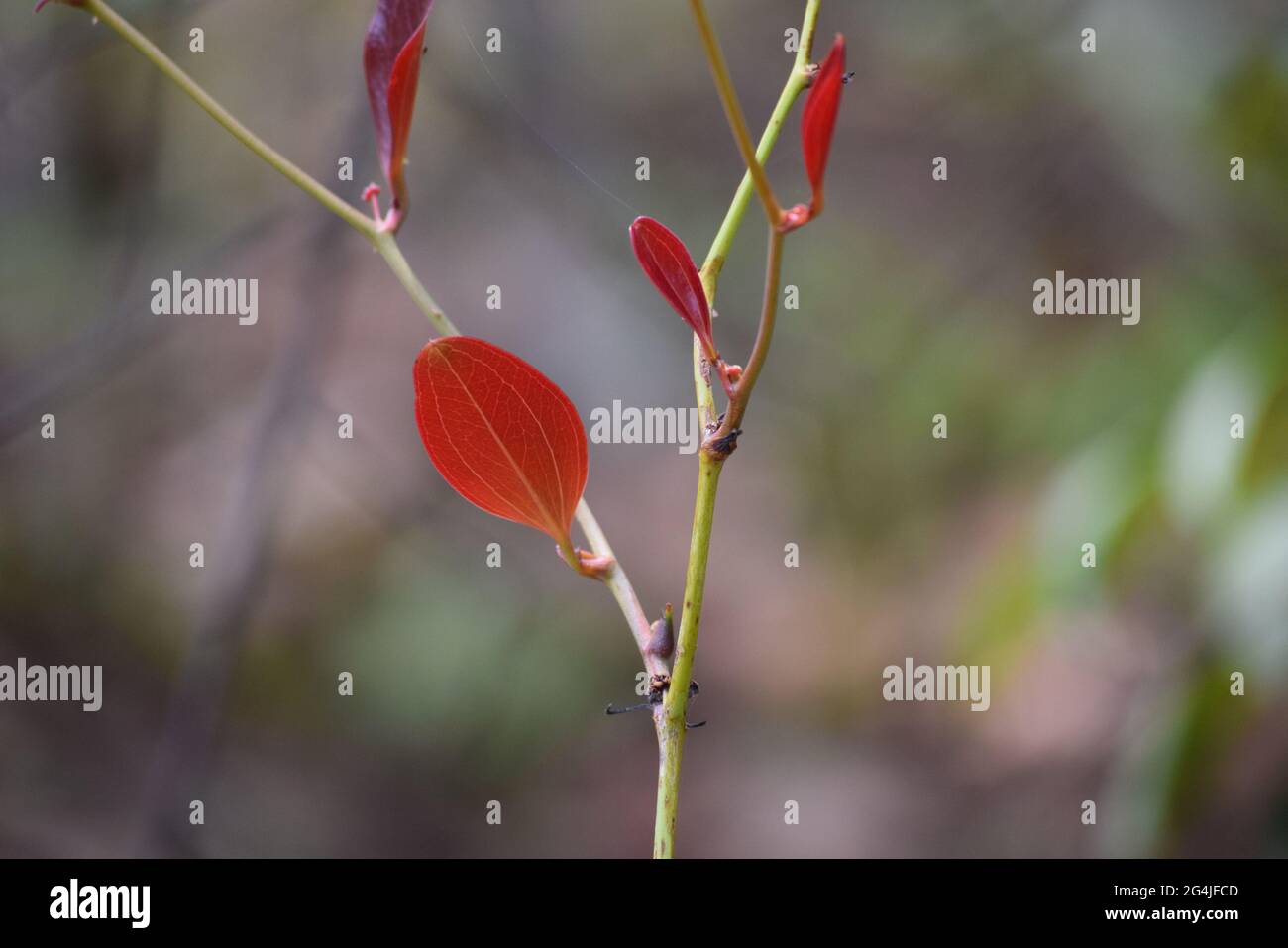 Bioma do cerrado hi-res stock photography and images - Alamy