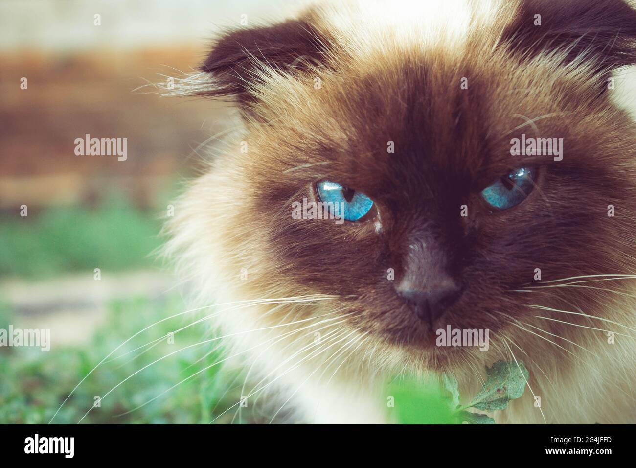 Cat with blue eyes. A beautiful cat is sitting in the grass. Siamese ...