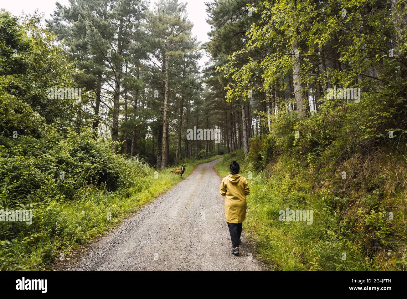 Person looking at a deer passing through a dense green forest in ...