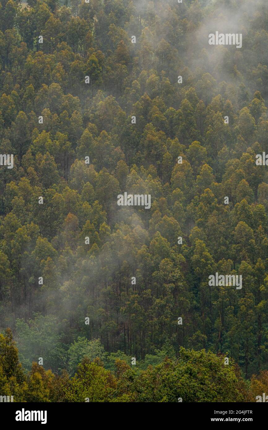Vertical shot of thin fog over a dense forest in Bizkaia, Basque ...
