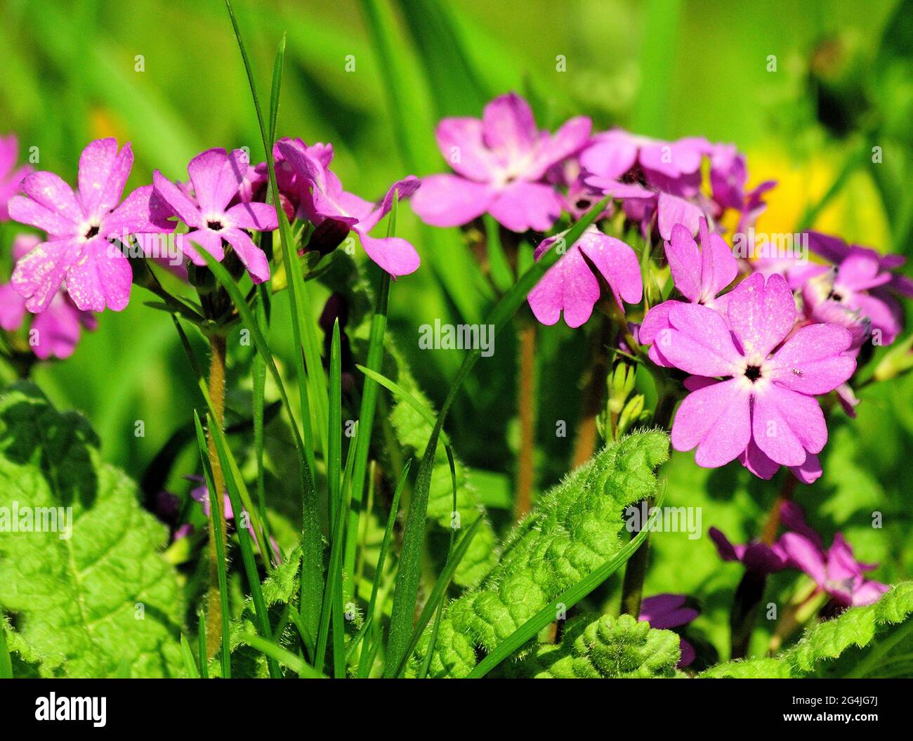 A flower bed of small violets close-up. Garden plants Stock Photo - Alamy
