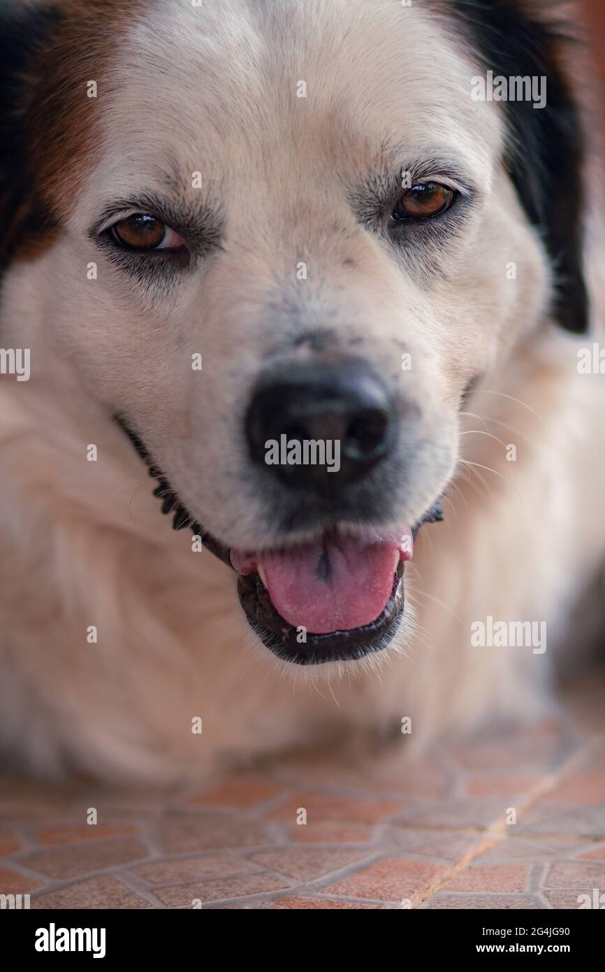 white dog with open muzzle while on the ground Stock Photo - Alamy