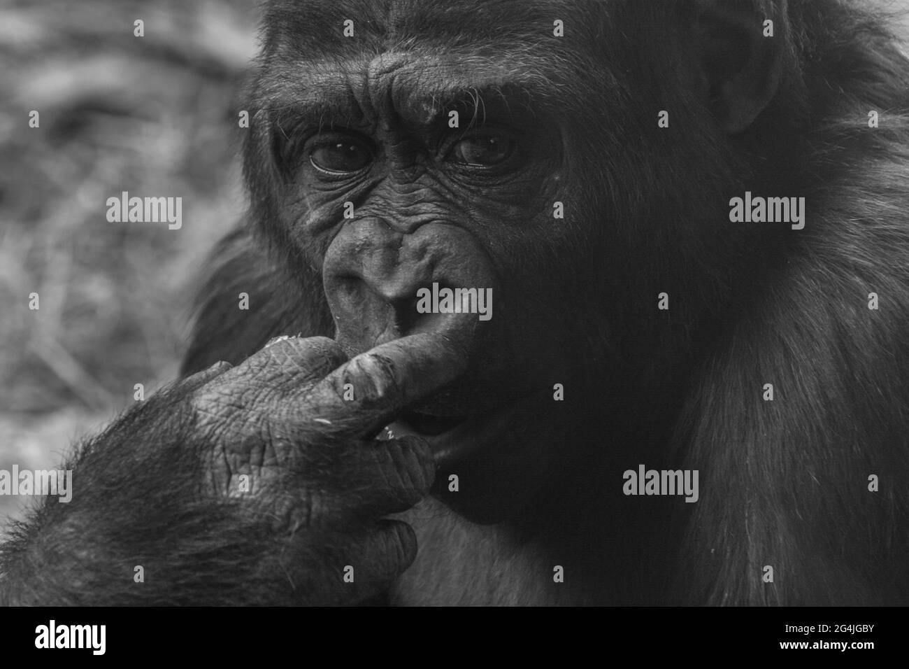 Gorilla in zoo wildlife Black and White Stock Photos & Images - Alamy