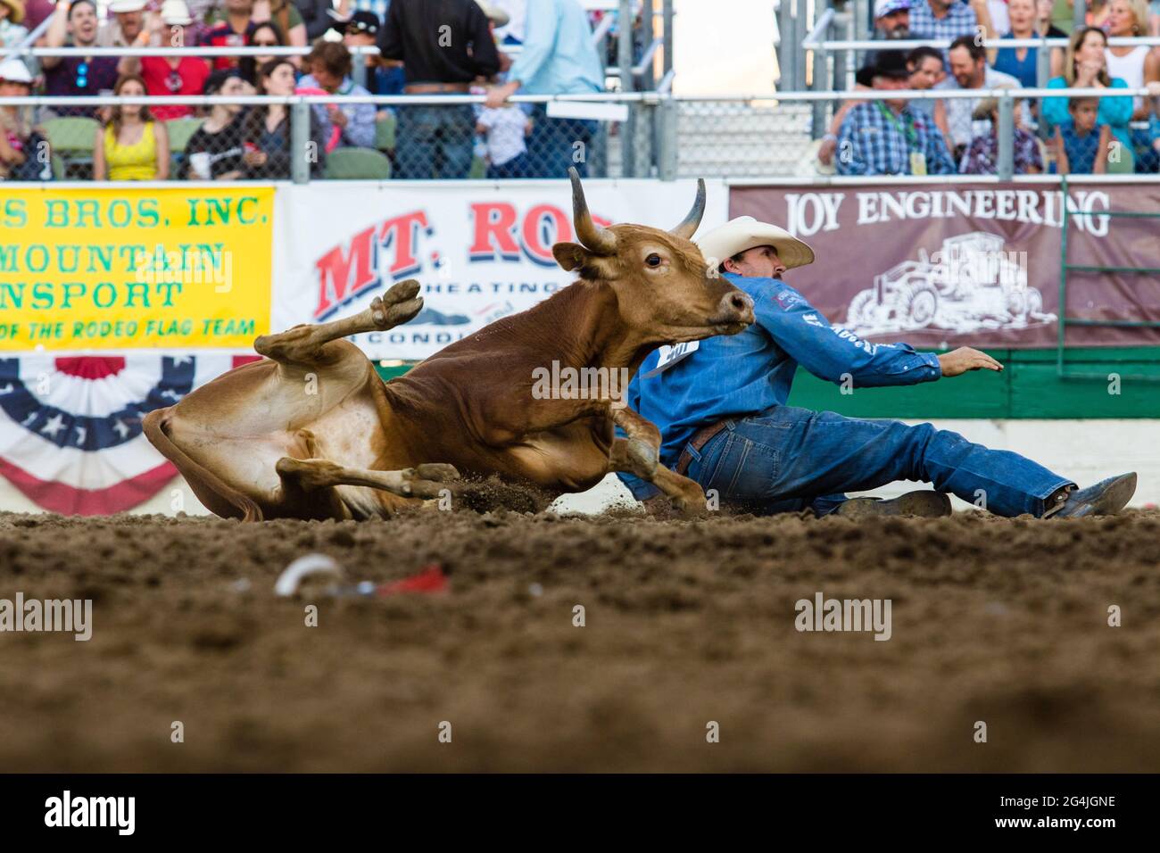 Tyler Pearson during the steer wrestling event. The Reno Rodeo enters ...