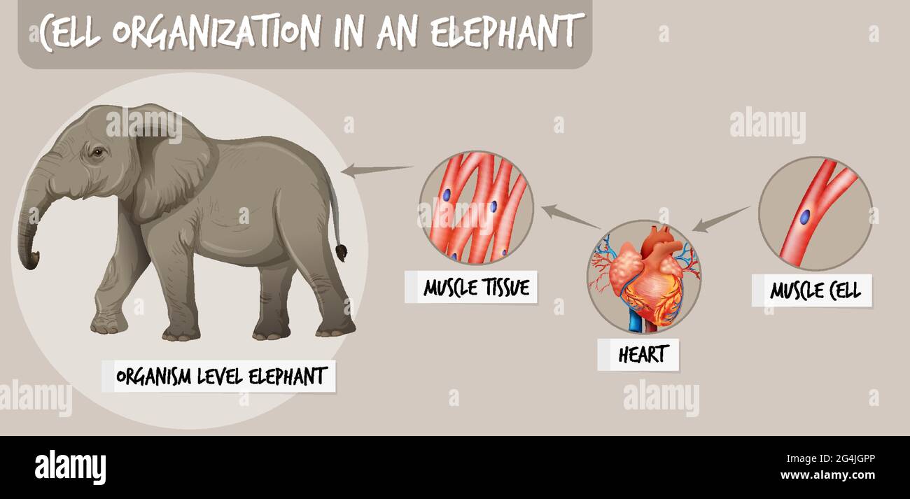 Elephant Heart Diagram