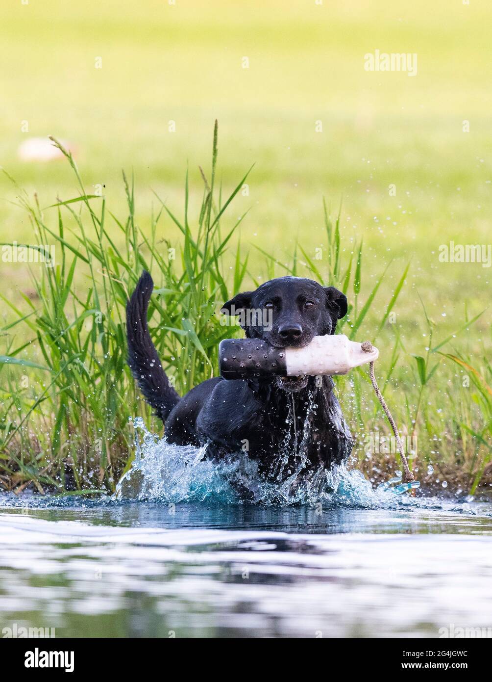 A Black Labrador Retriever training on a nice summer evening for the up ...