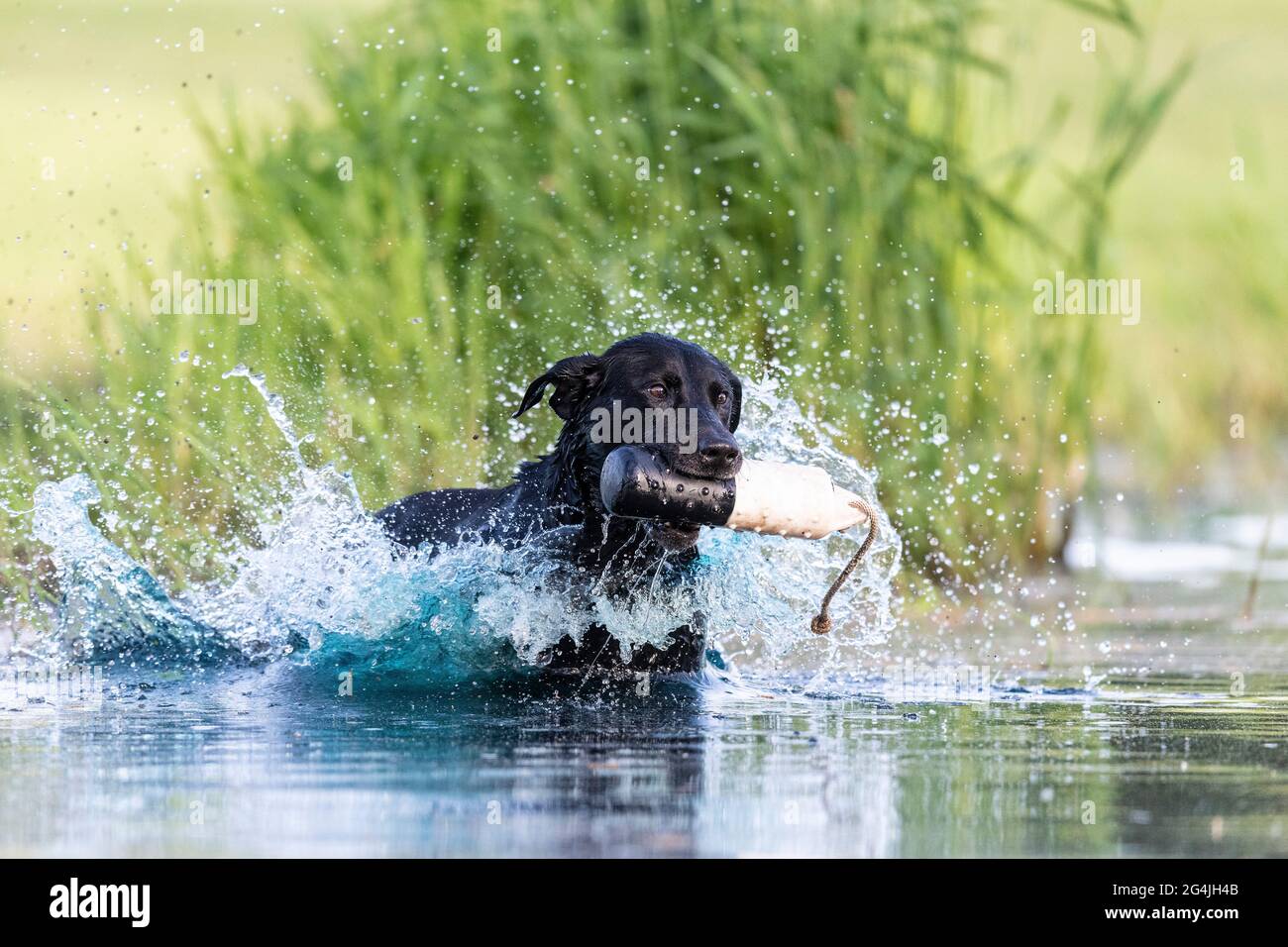 A Black Labrador Retriever training on a nice summer evening for the up ...