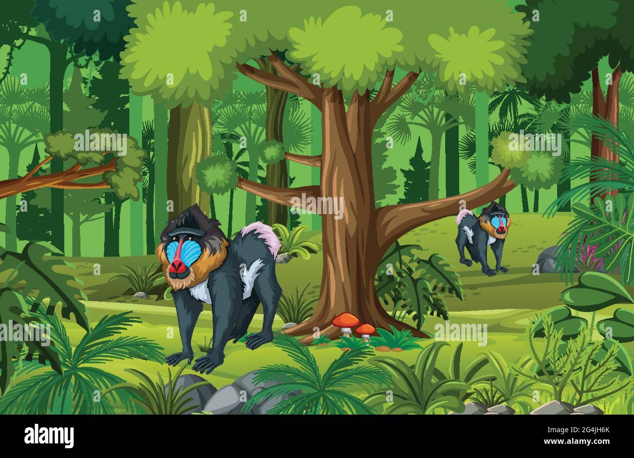 Tropical rainforest scene with mandrill family illustration Stock ...