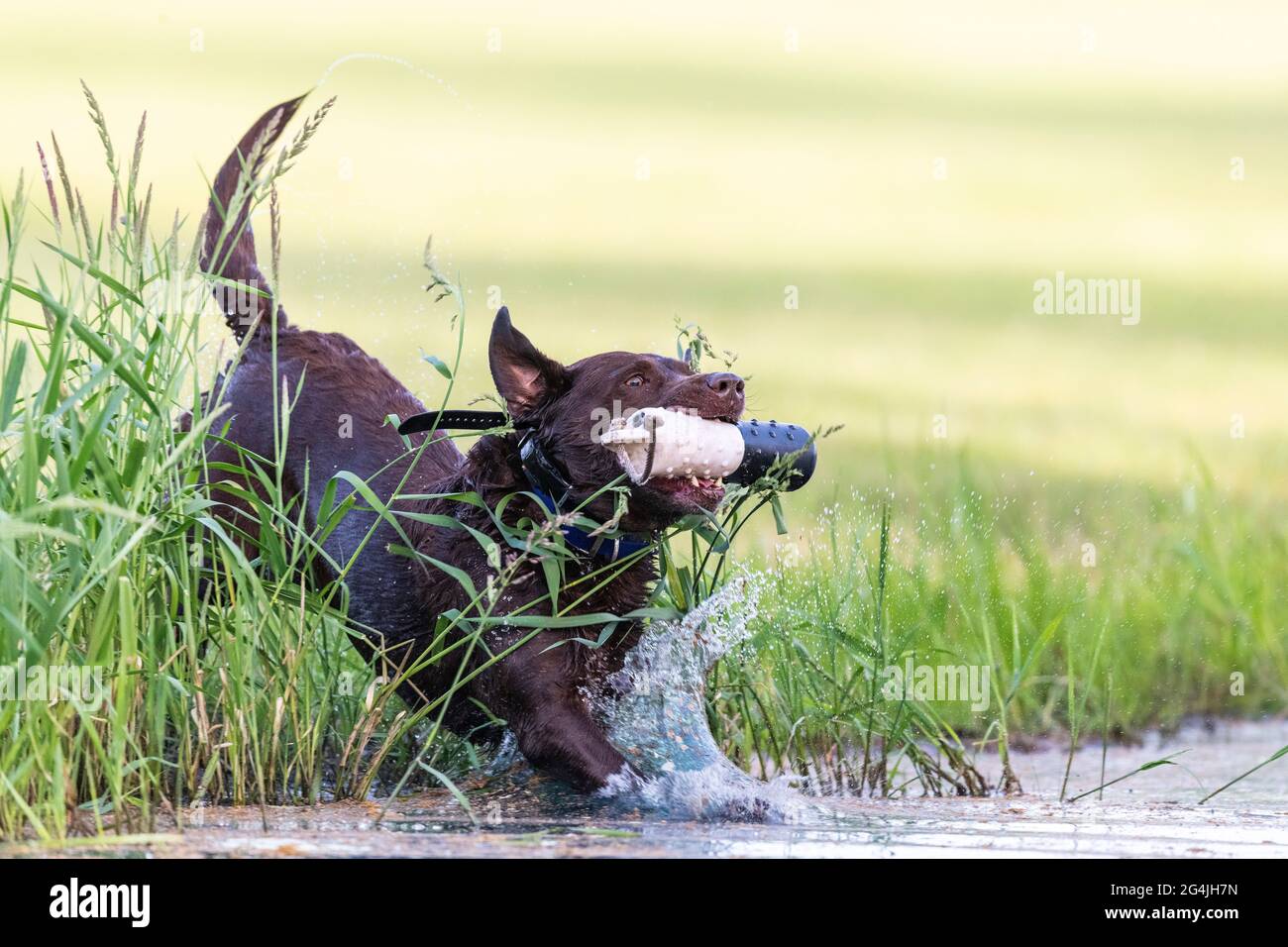 Lab training hi-res stock photography and images - Alamy