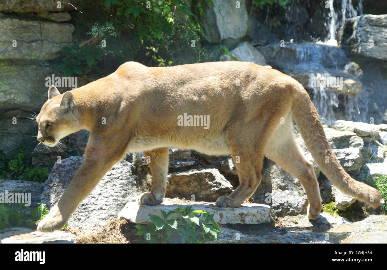 Close up of a mountain lion walking on the ground Stock Photo - Alamy