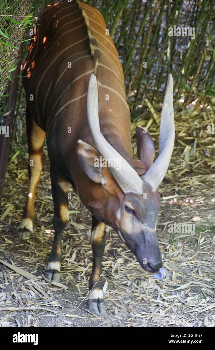 The shy and reclusive Bongo, one of the largest forest antelopes from ...