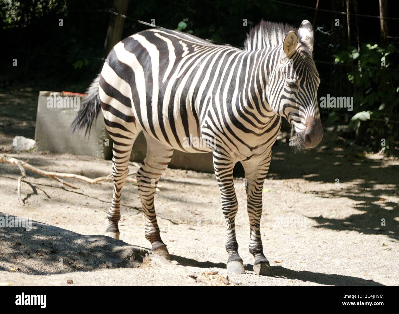 An adult zebra standing on the ground Stock Photo - Alamy