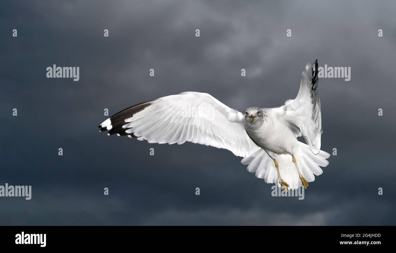 bird flying in front of cloudy sky. Front view Stock Photo - Alamy